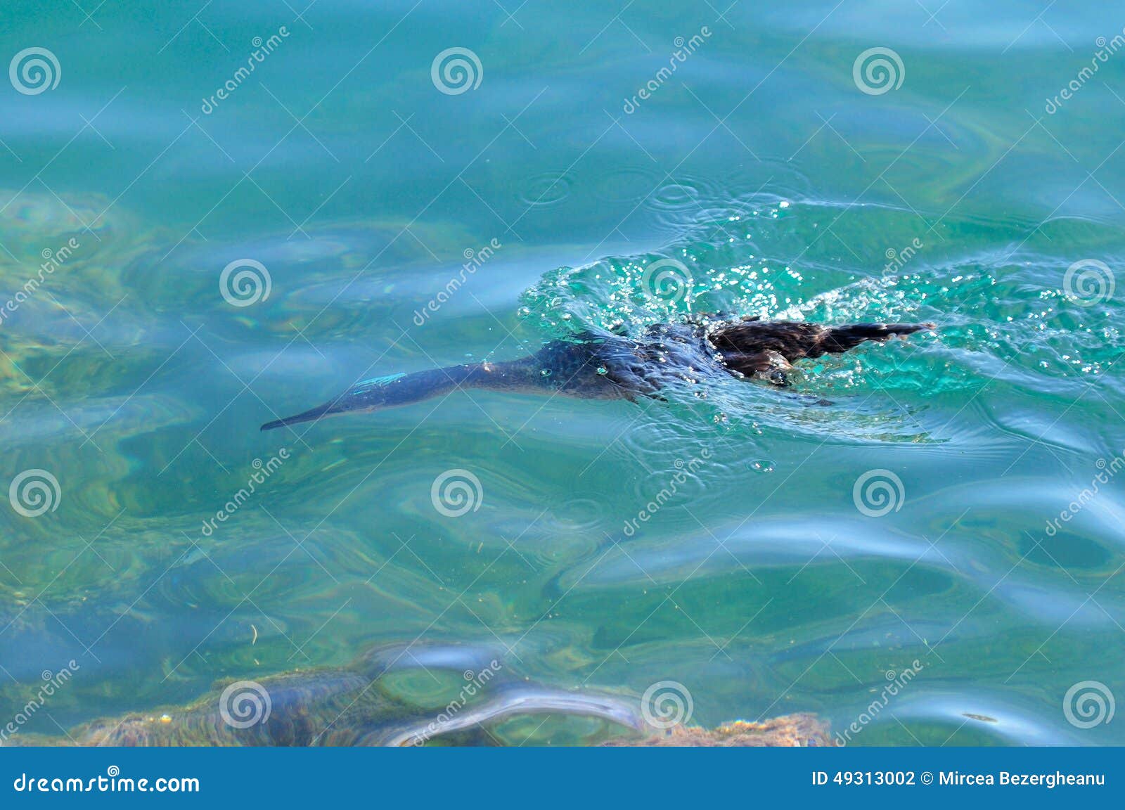 Cormorant in the water stock photo. Image of curve, nature - 49313002