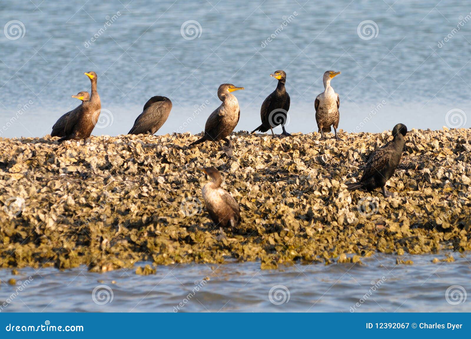 Cormorants stock image. Image of avian, ocean, feather - 12392067
