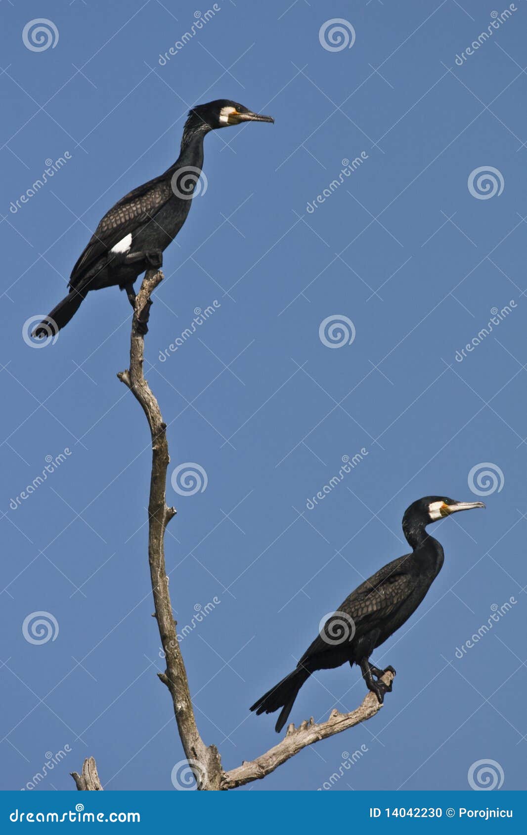 Cormorants stock photo. Image of tree, lake, park, blue - 14042230