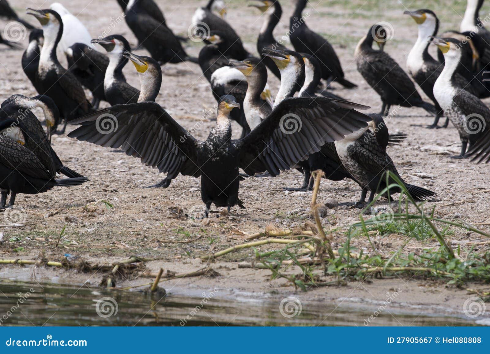 Cormorants stock image. Image of raven, africa, cormorant - 27905667