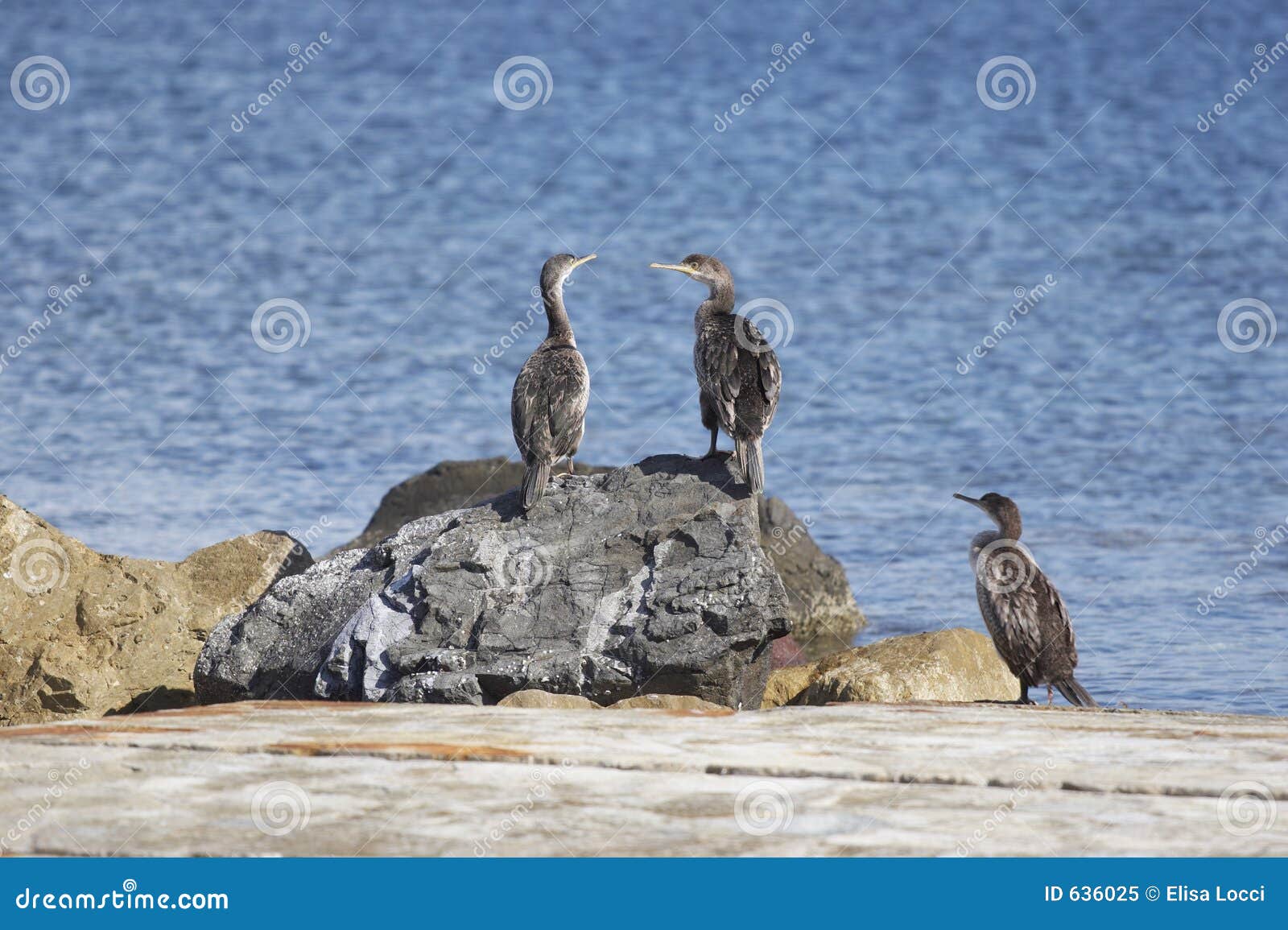 Cormorants stock image. Image of bird, cormorants, rock - 636025