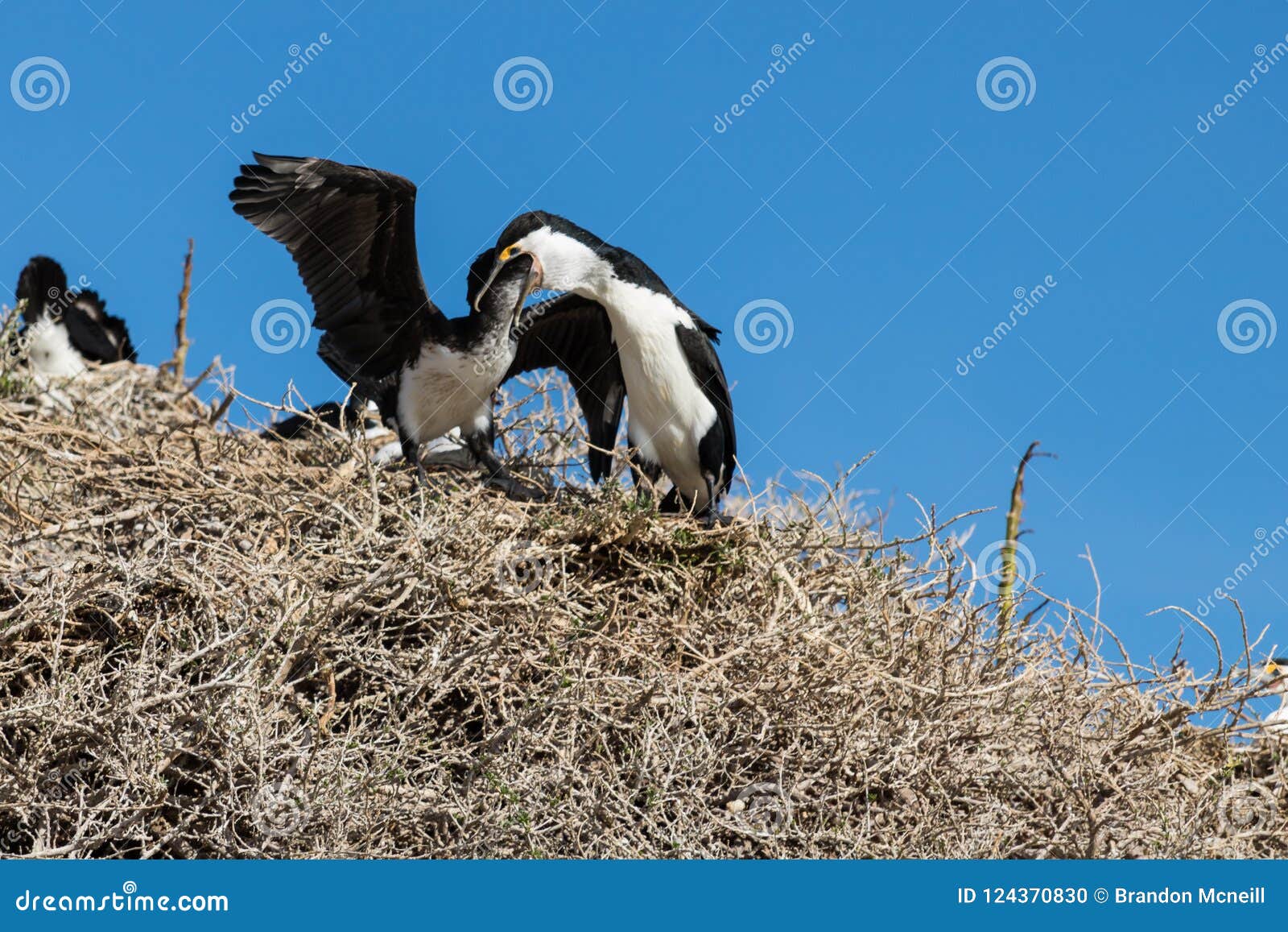 Cormorants Feeding Each Other Stock Photo - Image of pair, cormorant ...