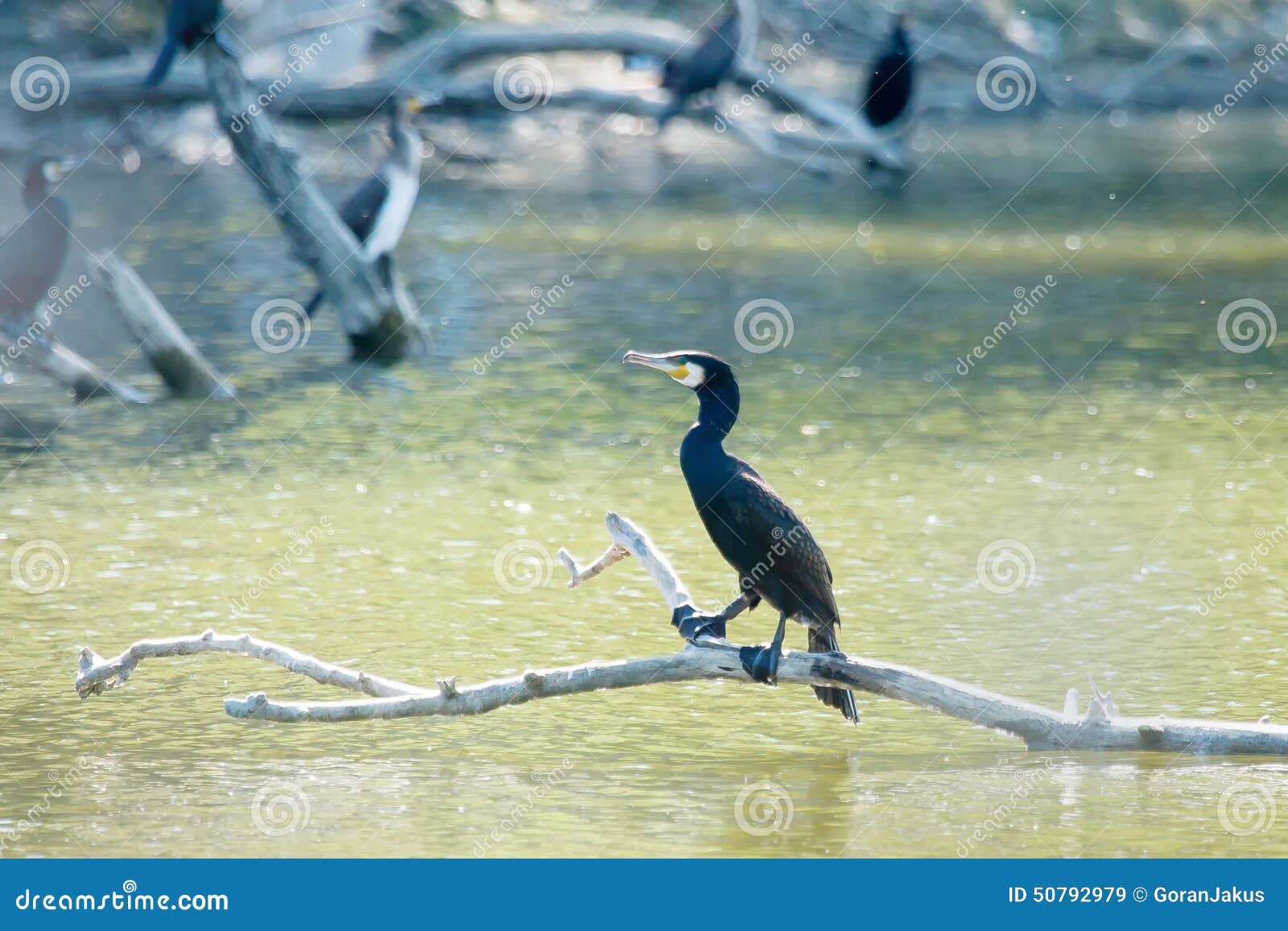 Cormorants stock image. Image of depth, bird, great, palmate - 50792979