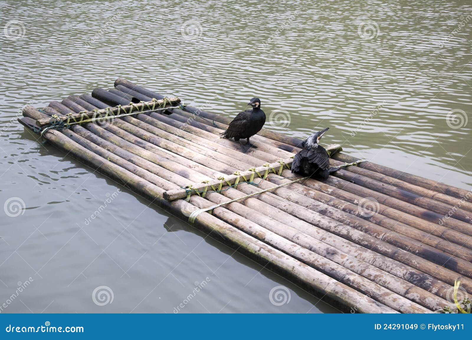 Cormorants Standing on the Raft Stock Image - Image of china, asian ...