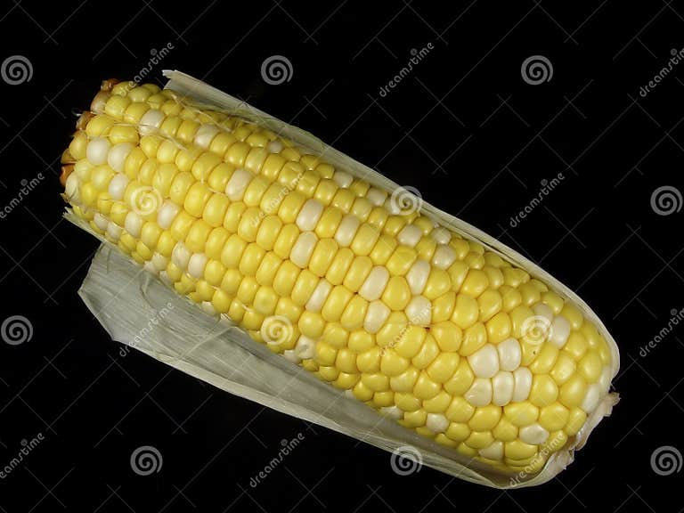 Corn stock photo. Image of popcorn, husk, food, kernels, vegetable - 9460