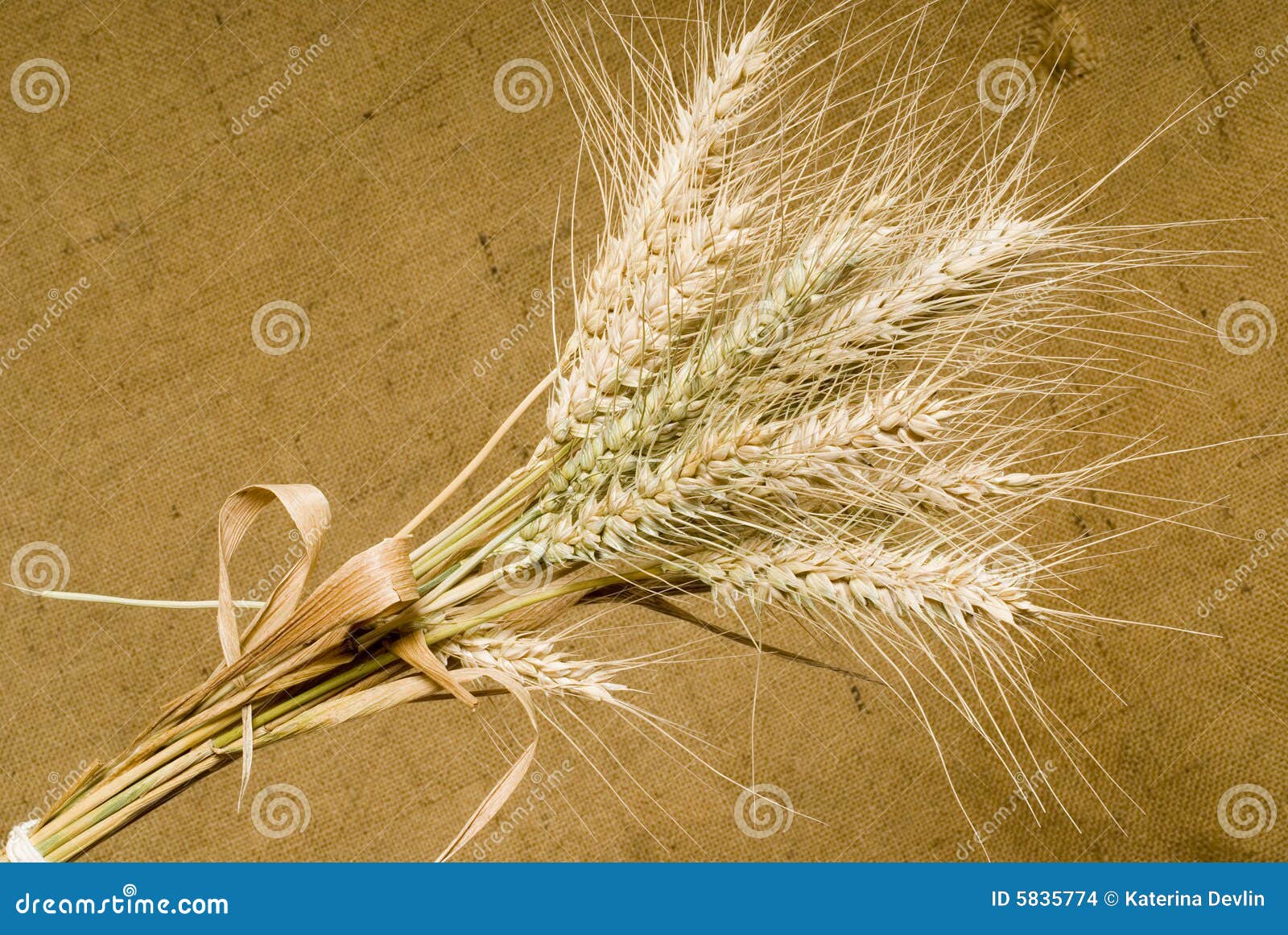 Corn 1 stock photo. Image of grain, blade, summer, mower - 5835774