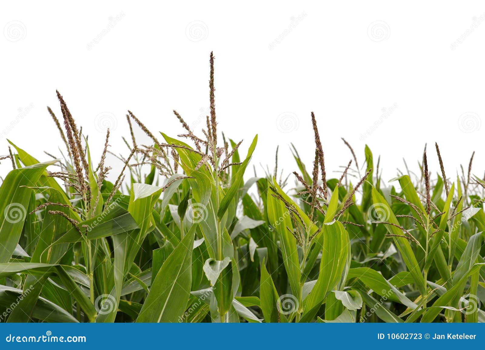 Corn stock image. Image of outdoor, isolated, food, leafs - 10602723