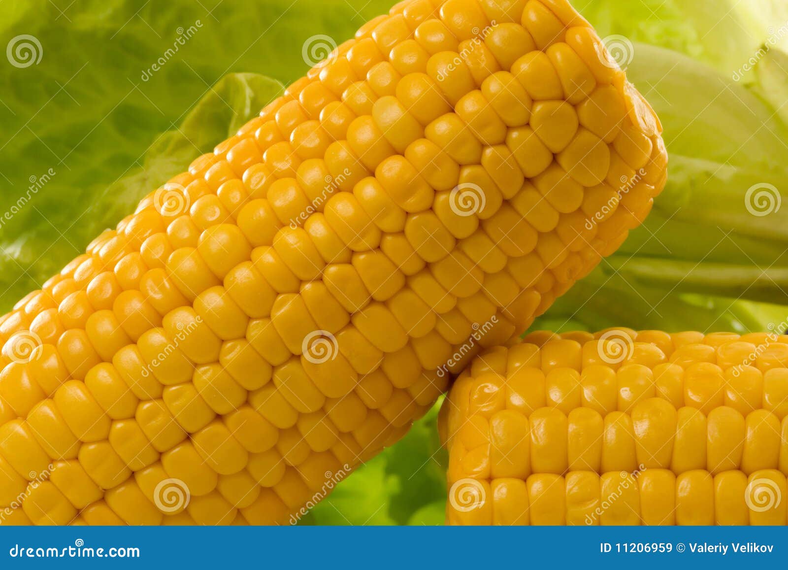 Corn stock image. Image of healthy, snack, gardening - 11206959