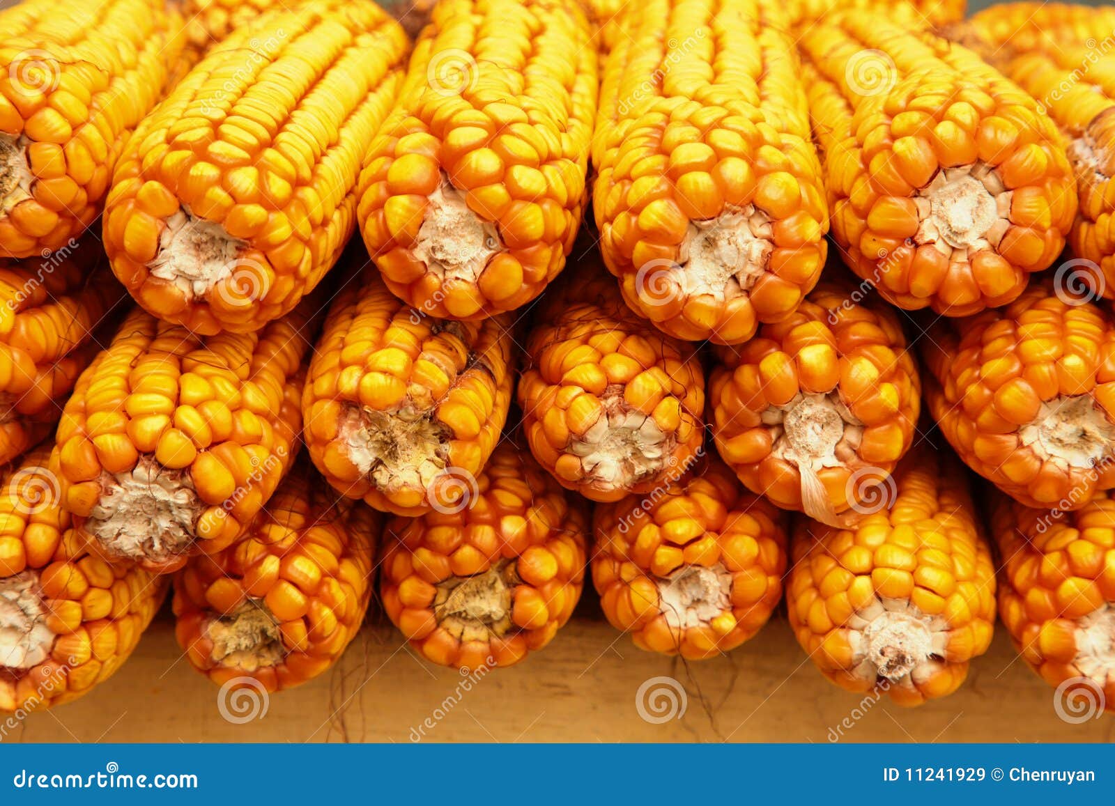 Corn stock image. Image of organic, corn, natural, farming - 11241929