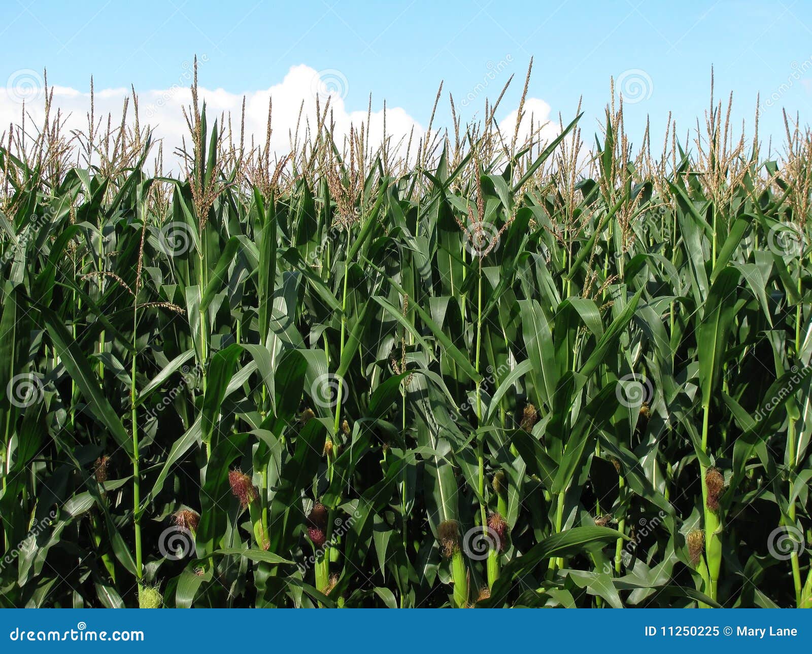 Corn stock image. Image of cuisine, field, corn, nature - 11250225