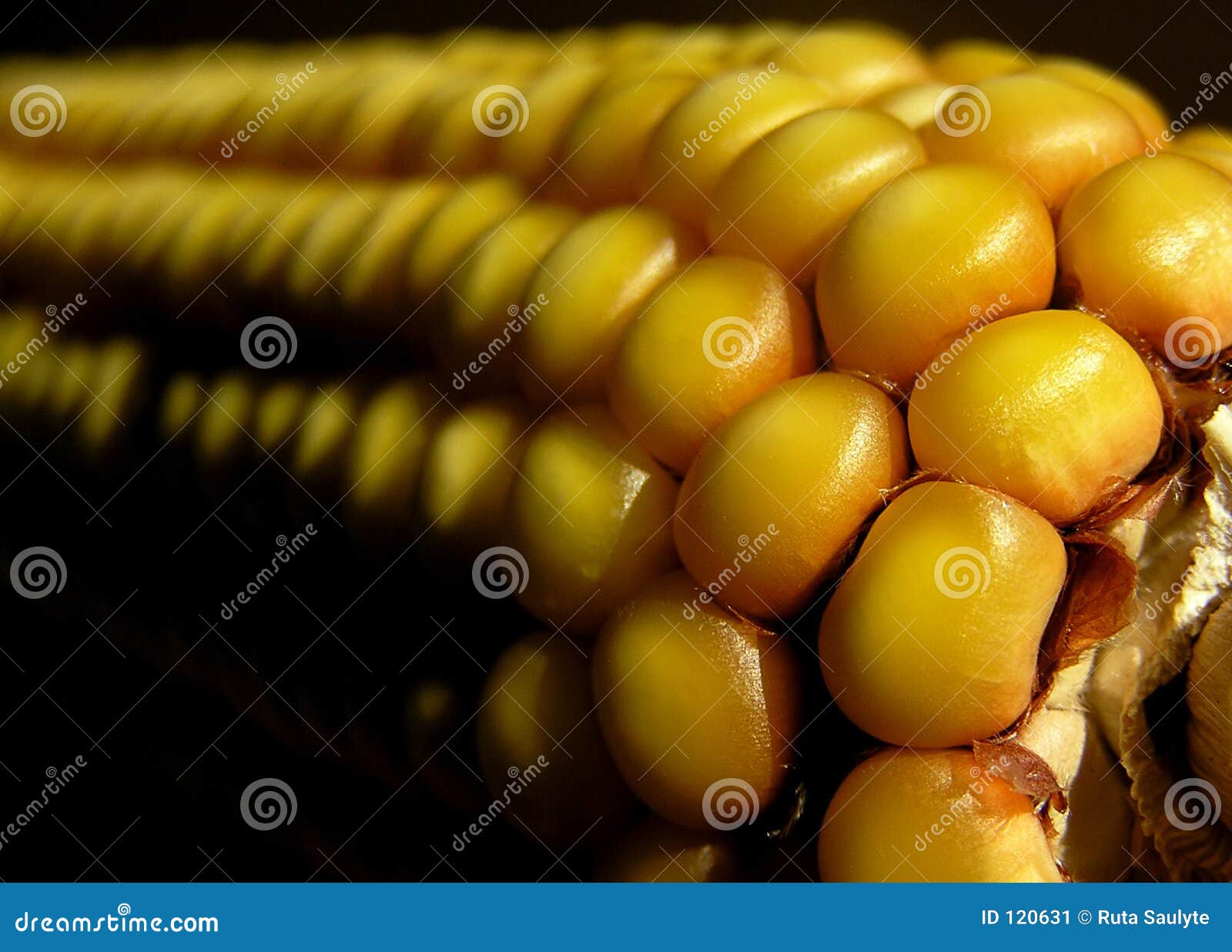 Corn stock image. Image of agriculture, food, corn, vegetable - 120631