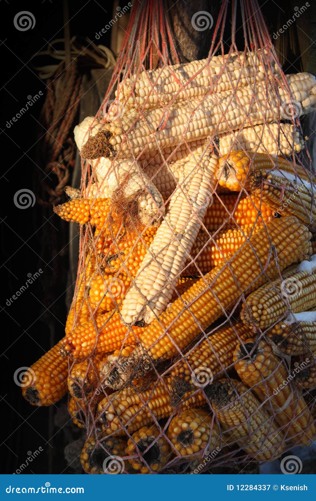 Corn stock image. Image of forage, market, vegetable - 12284337
