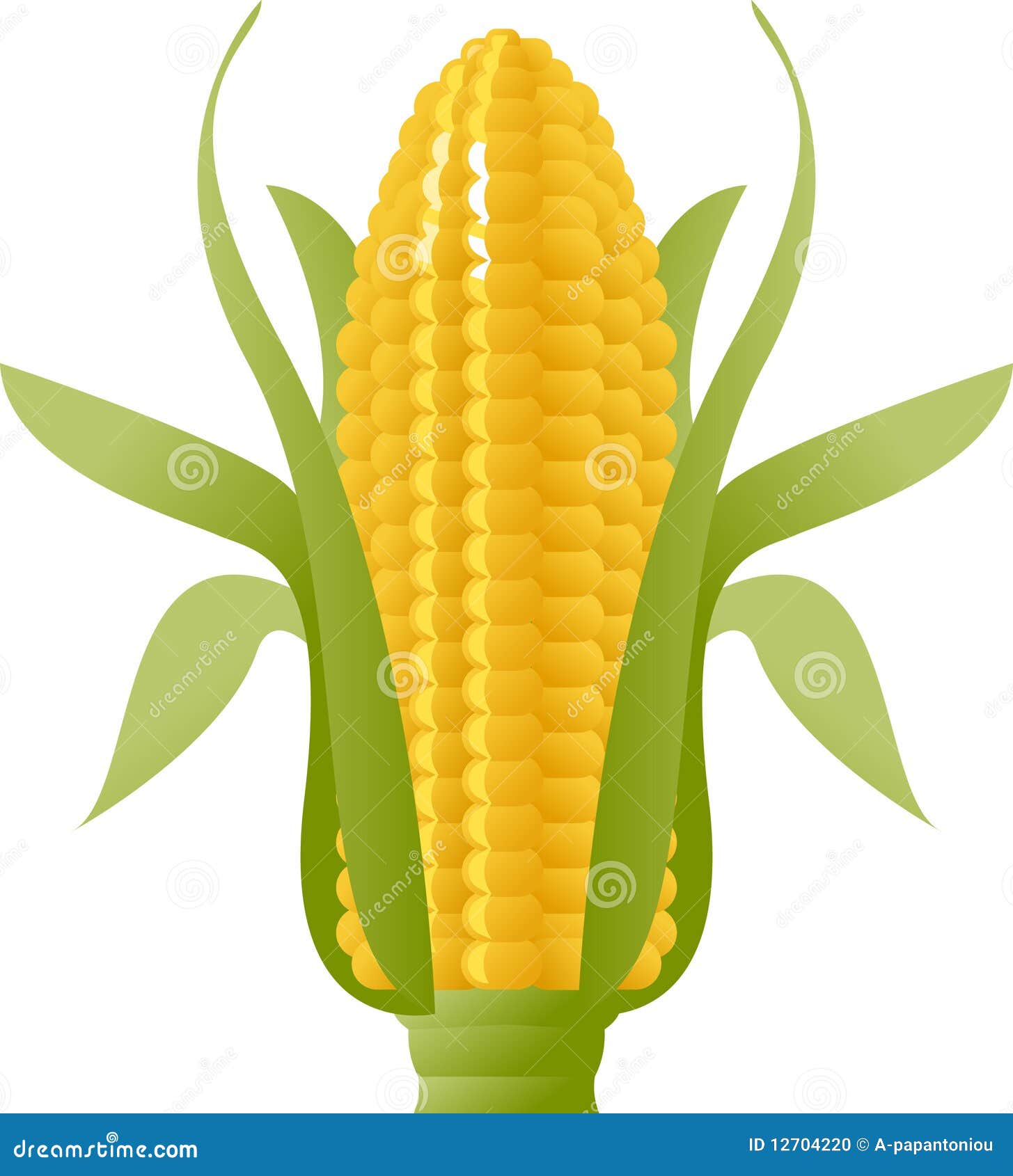 Corn stock vector. Illustration of healthy, vector, clip - 12704220