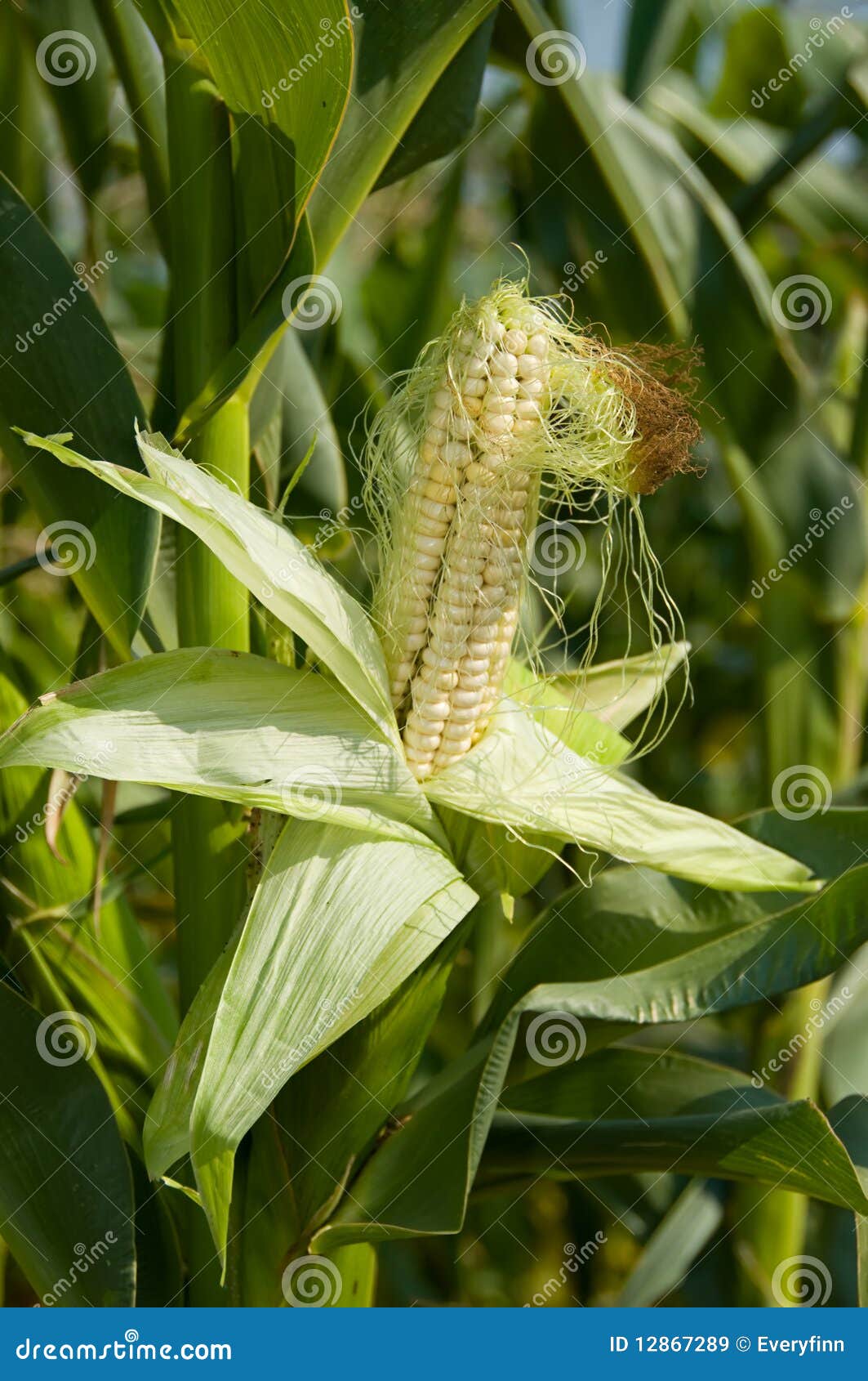 Corn stock image. Image of rural, food, cereal, organic - 12867289