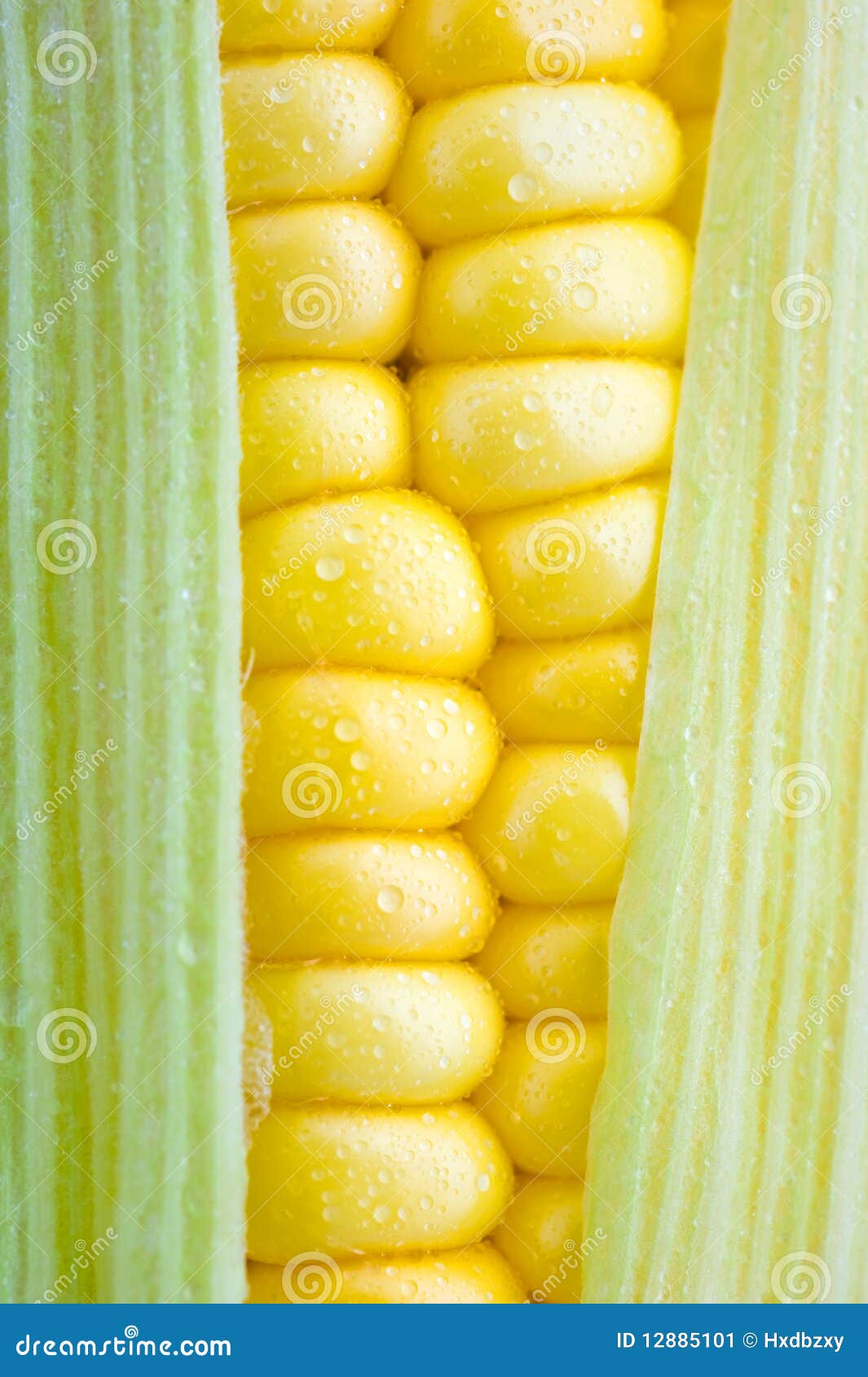 Corn stock image. Image of background, ecology, agriculture - 12885101