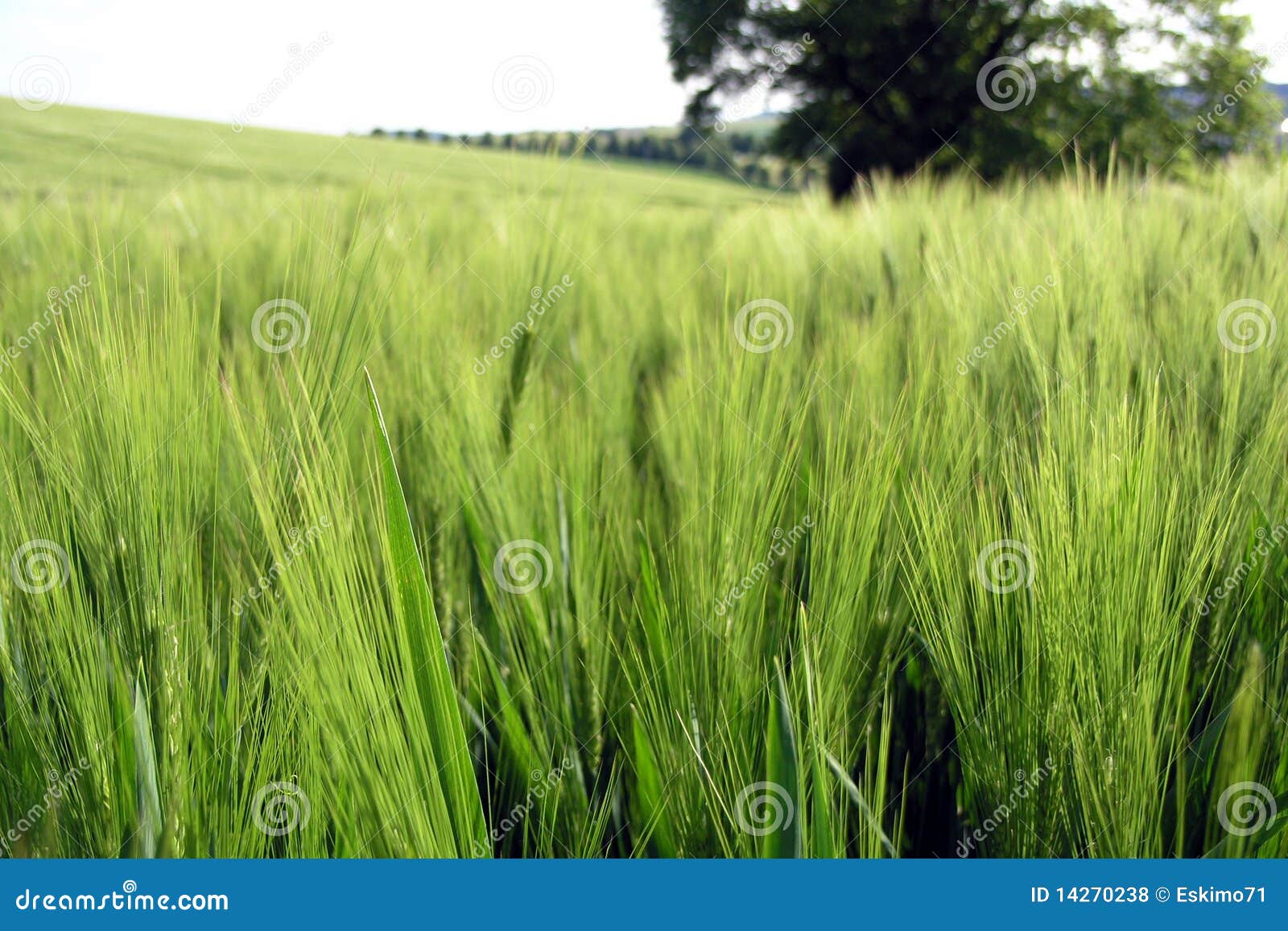 Corn stock photo. Image of barley, field, genetically - 14270238