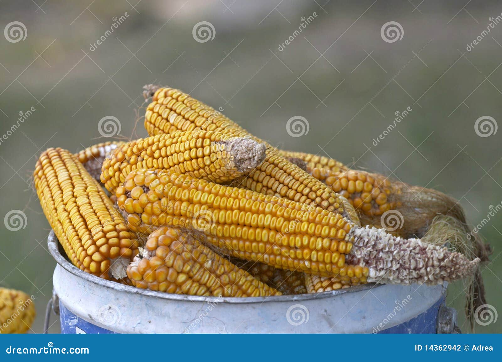 Fresh Harvested Corn in a Bucket Stock Photo - Image of sweet, food ...