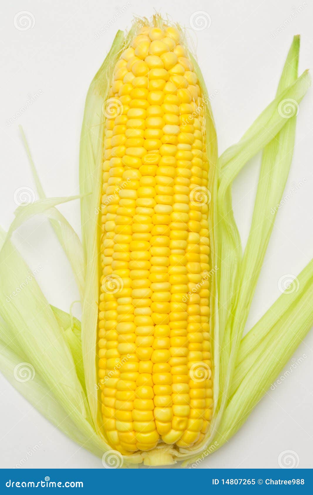 A corn stock image. Image of nature, corn, healthy, tasty - 14807265