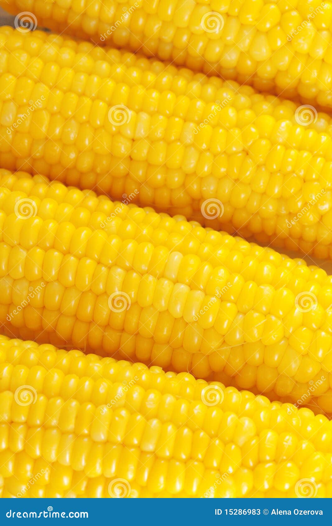 Corn stock image. Image of crop, grain, object, nutrition - 15286983