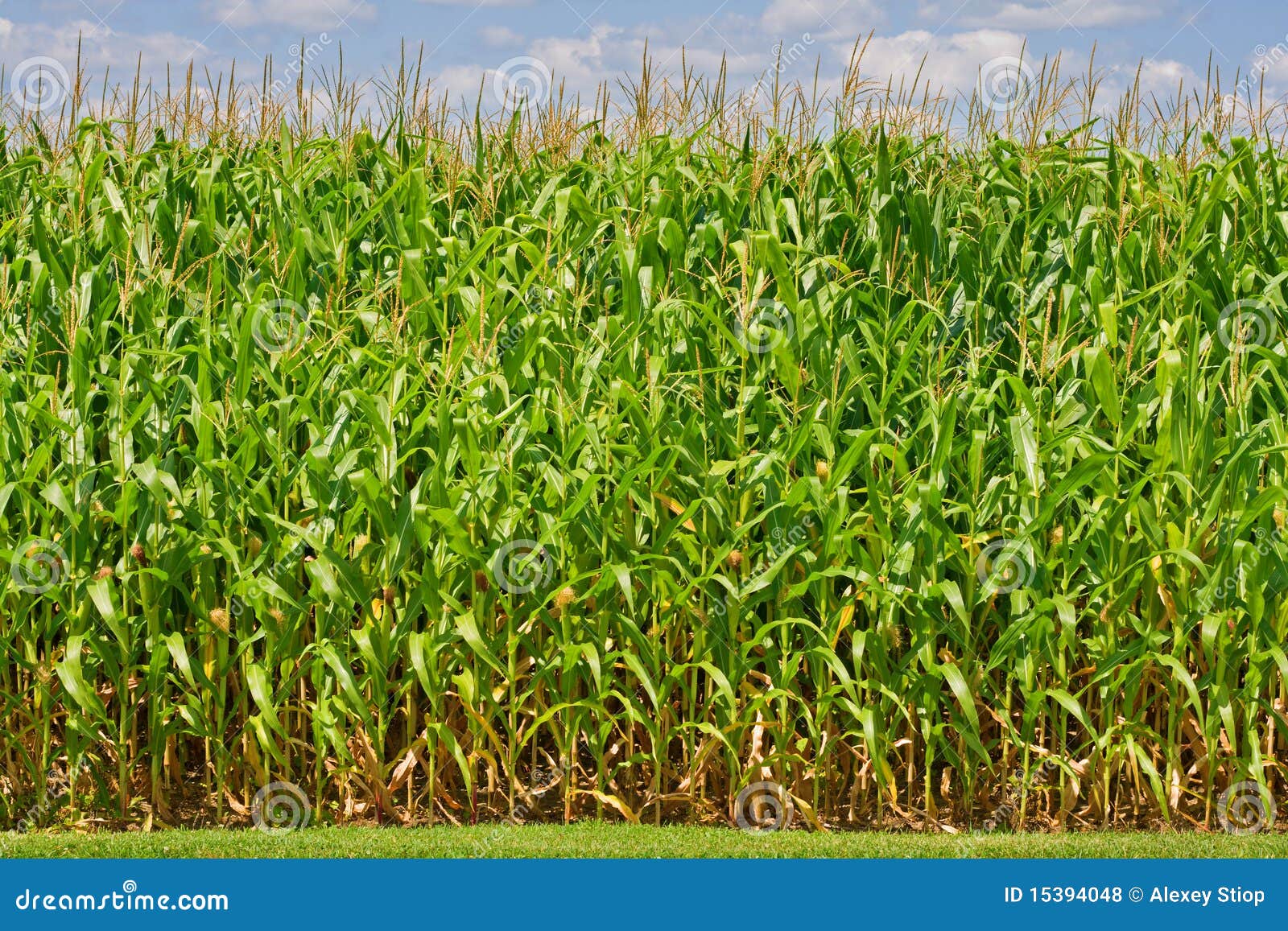 Corn stock photo. Image of stems, organic, stalks, ethanol - 15394048