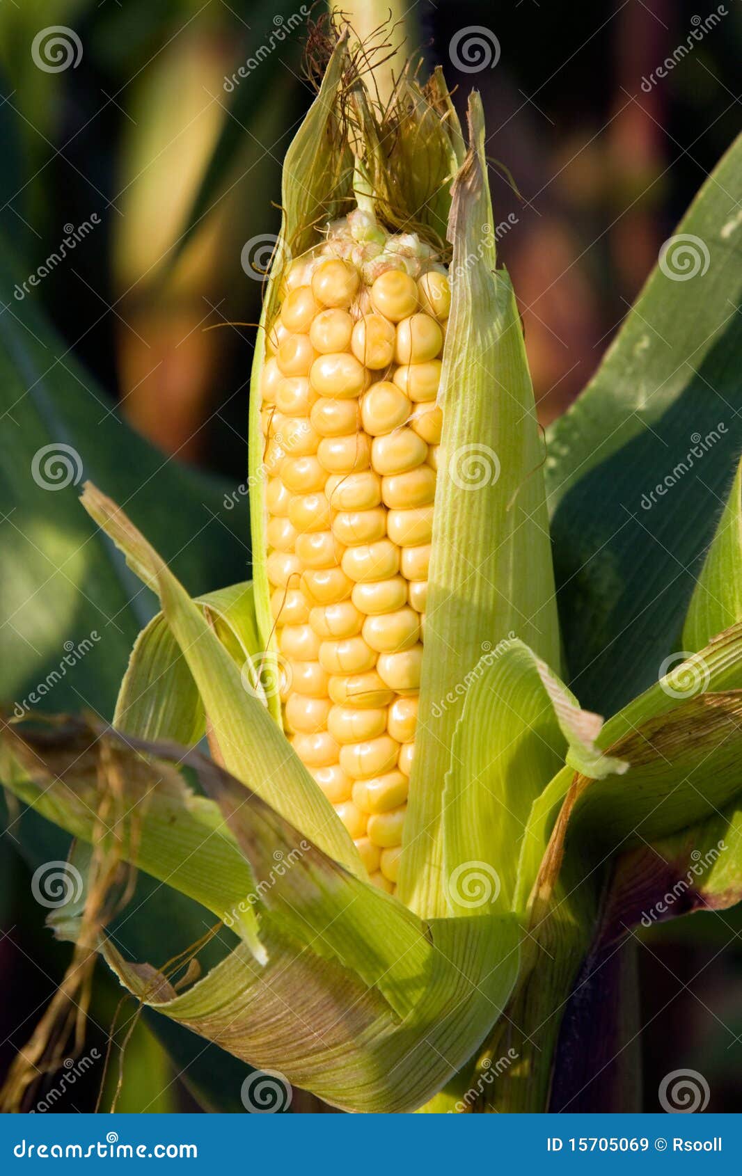 Corn stock image. Image of cereal, clean, growth, cultivated - 15705069