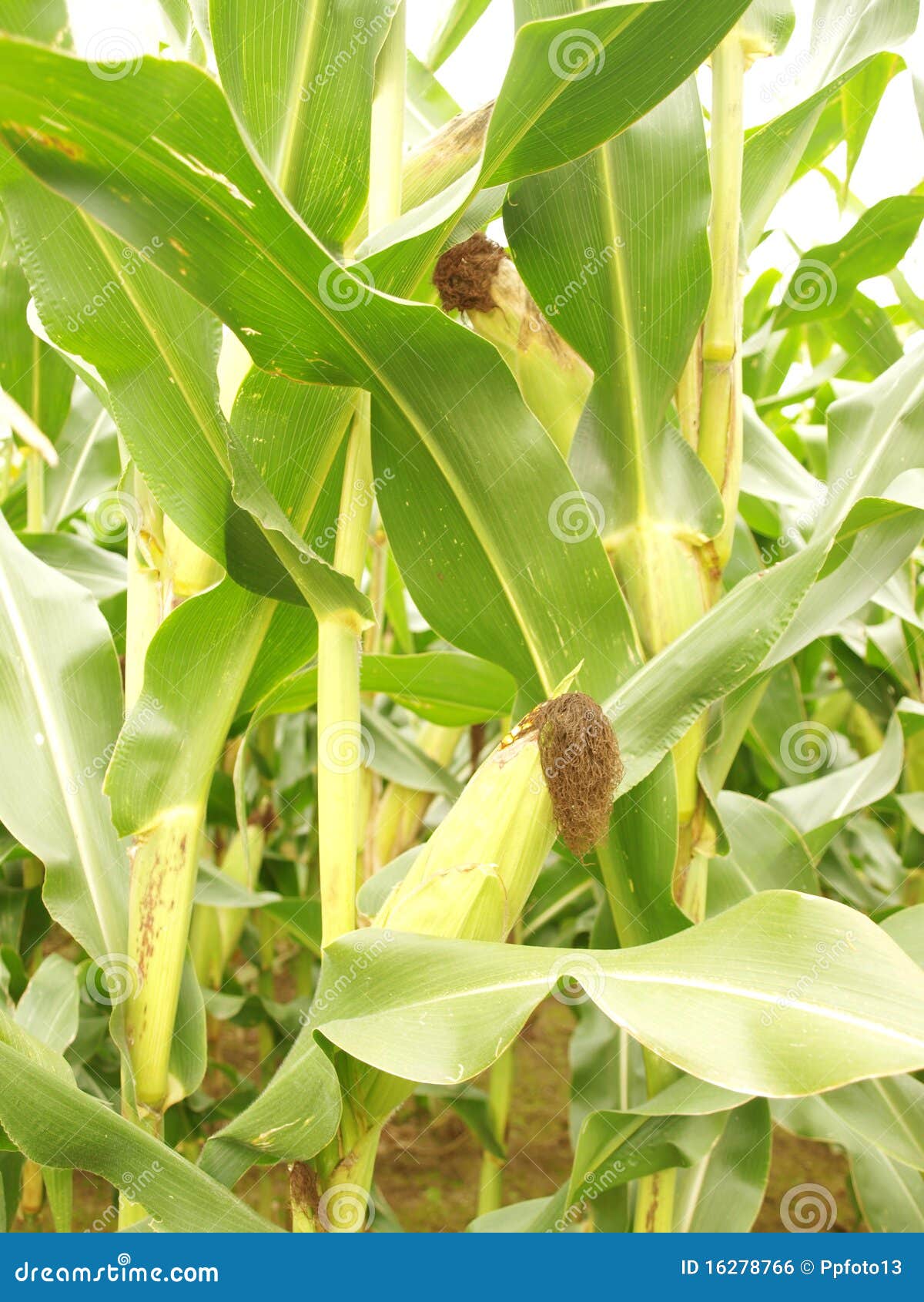 Corn stock photo. Image of edible, cooperative, agriculture - 16278766