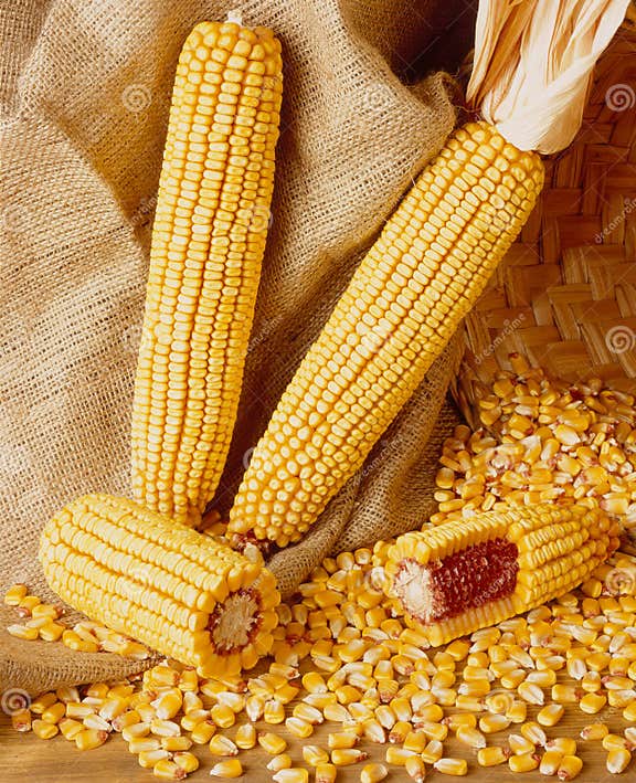Corn stock photo. Image of cereal, natural, seed, background - 16333488