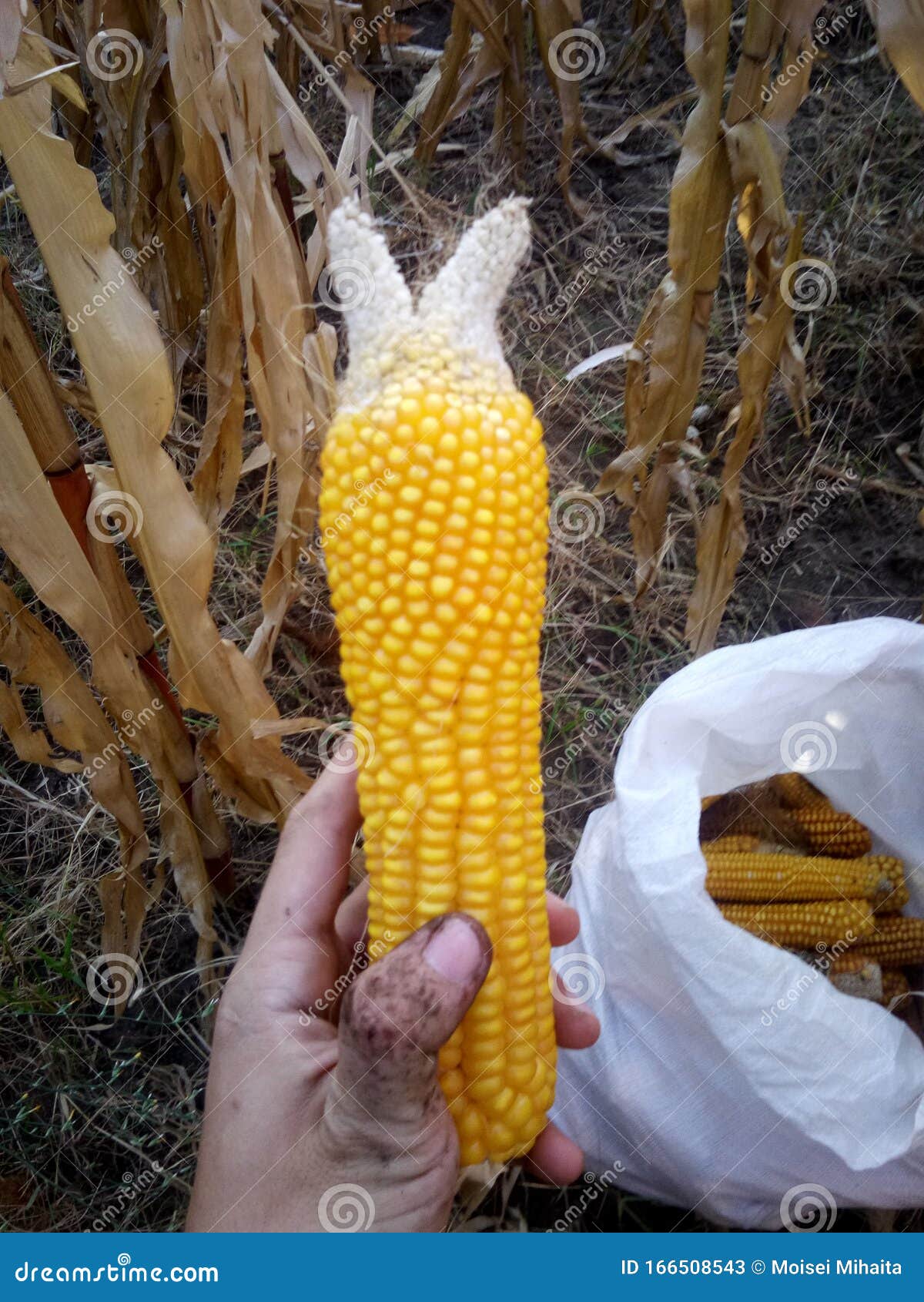 Corn stock image. Image of corn, romania, picoftheday - 166508543