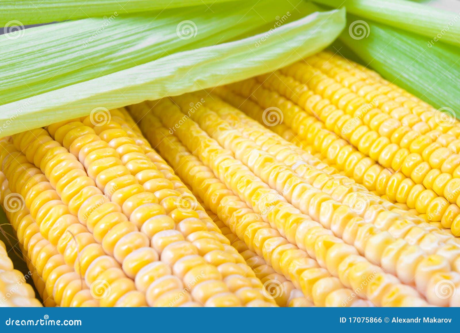 Corn stock photo. Image of food, freshness, detail, fresh - 17075866