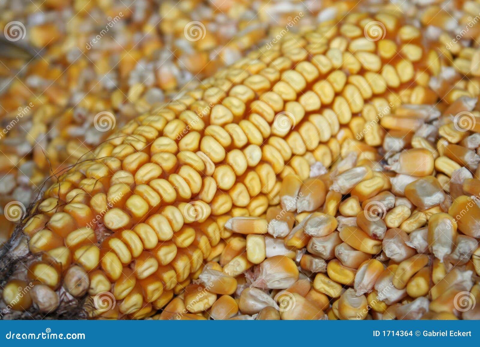 Corn Picture. Image: 1714364