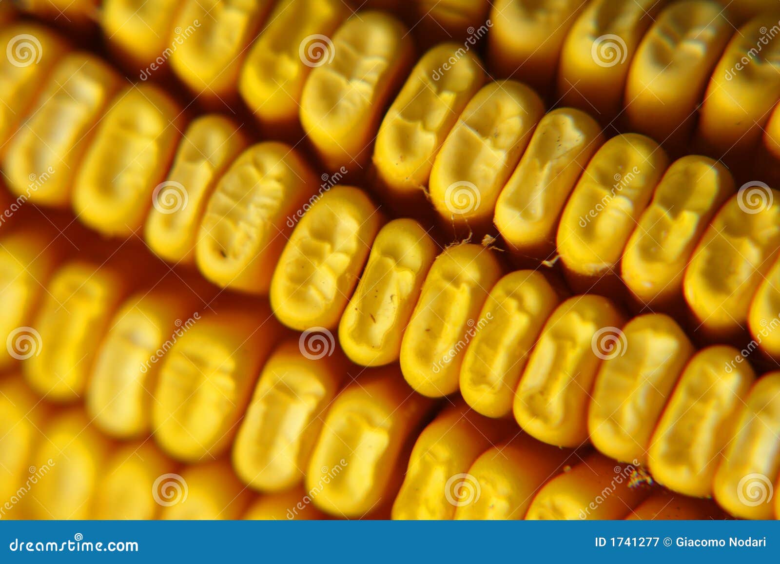 Corn stock image. Image of grapes, ingredient, orange - 1741277