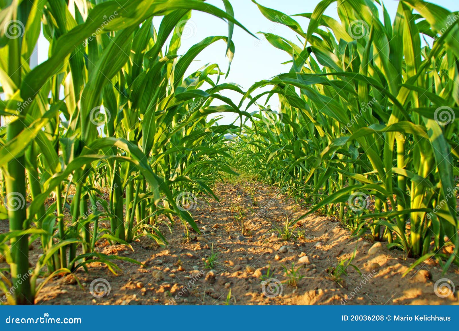 Corn stock photo. Image of country, industry, grain, farm - 20036208