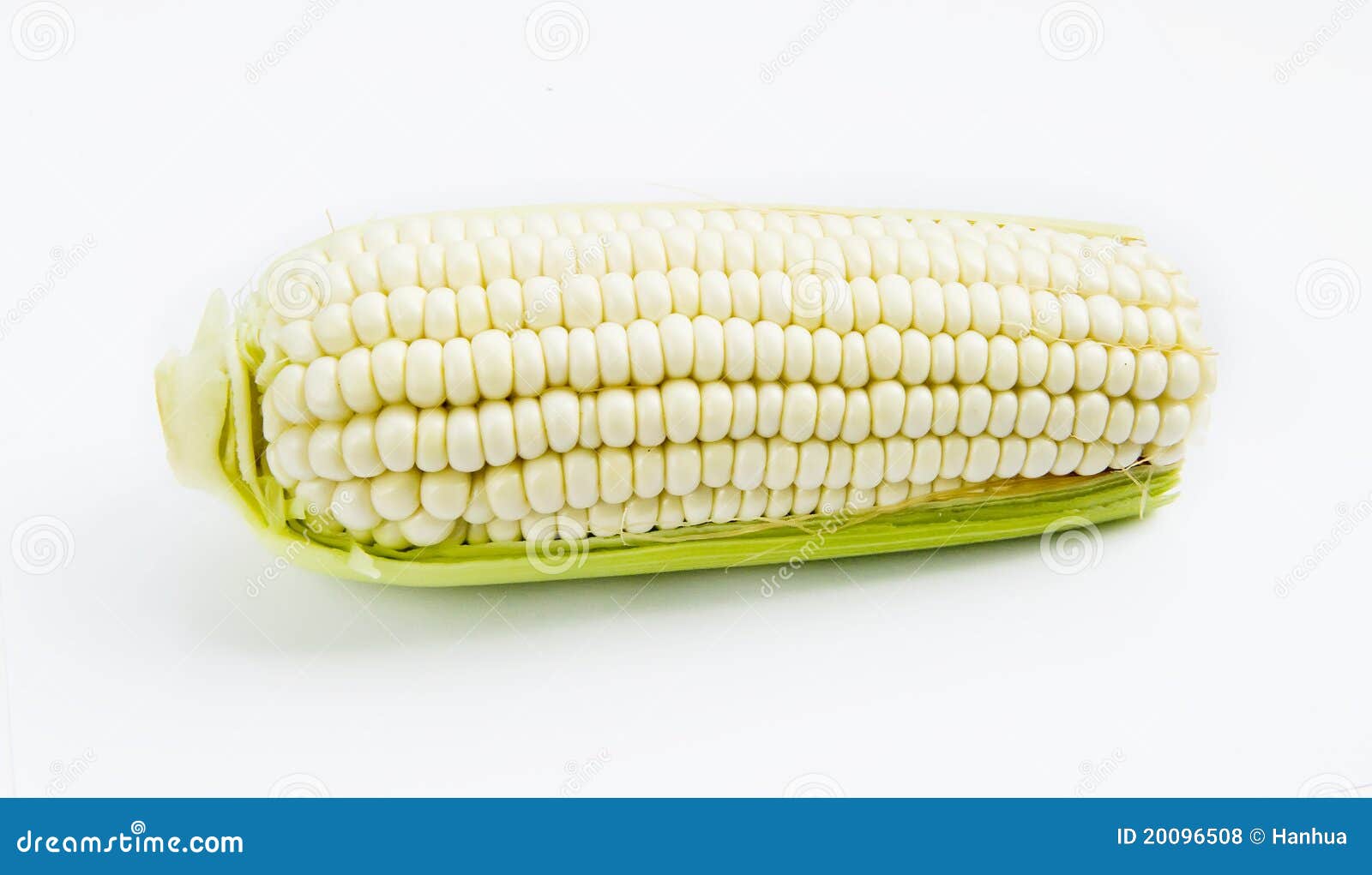 Corn stock photo. Image of farmers, plants, food, maize - 20096508