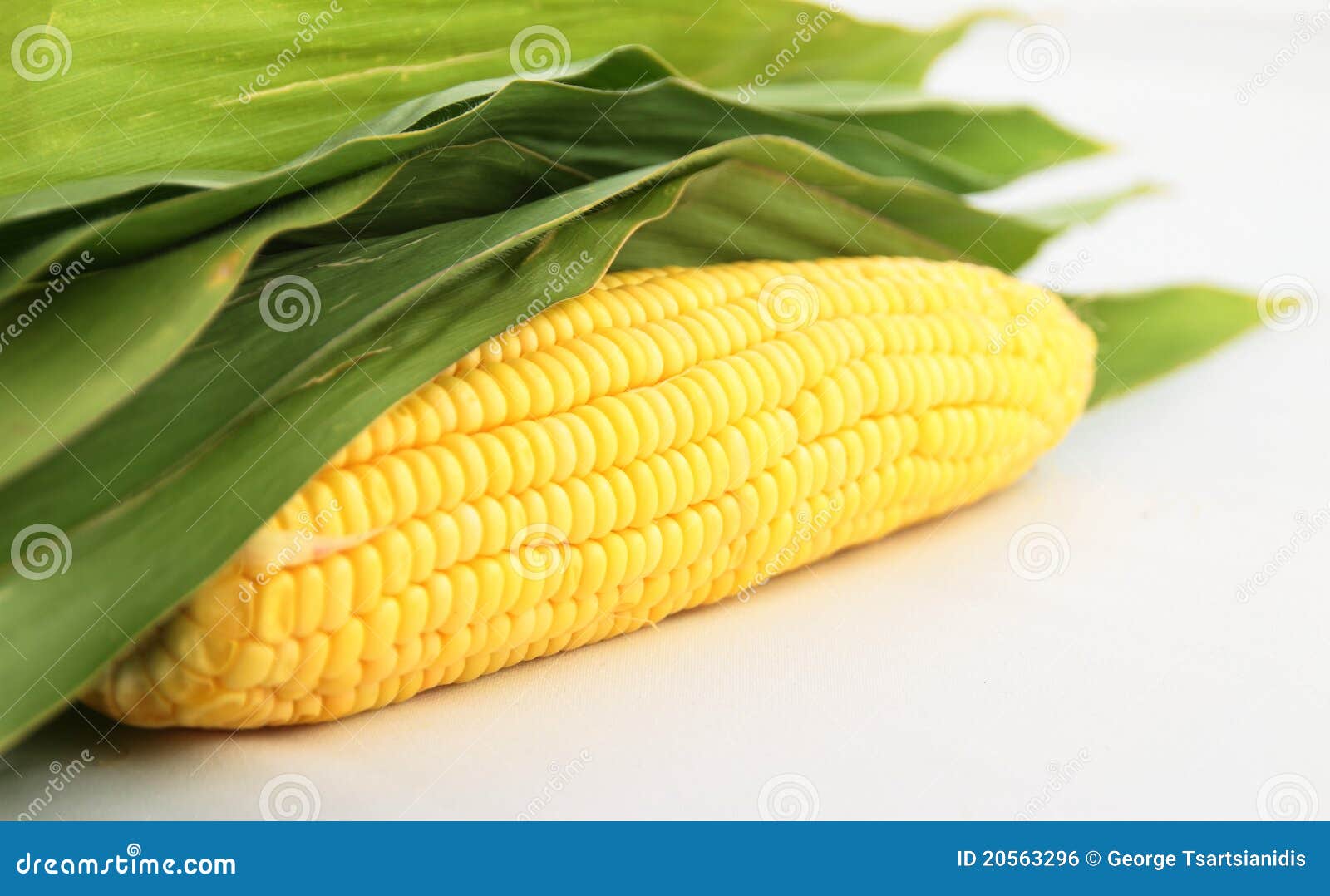 Corn stock photo. Image of food, country, fresh, barley - 20563296