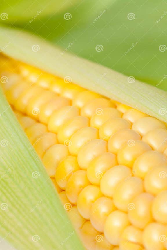 Corn stock photo. Image of leaf, corn, diet, starch, yellow - 21278304