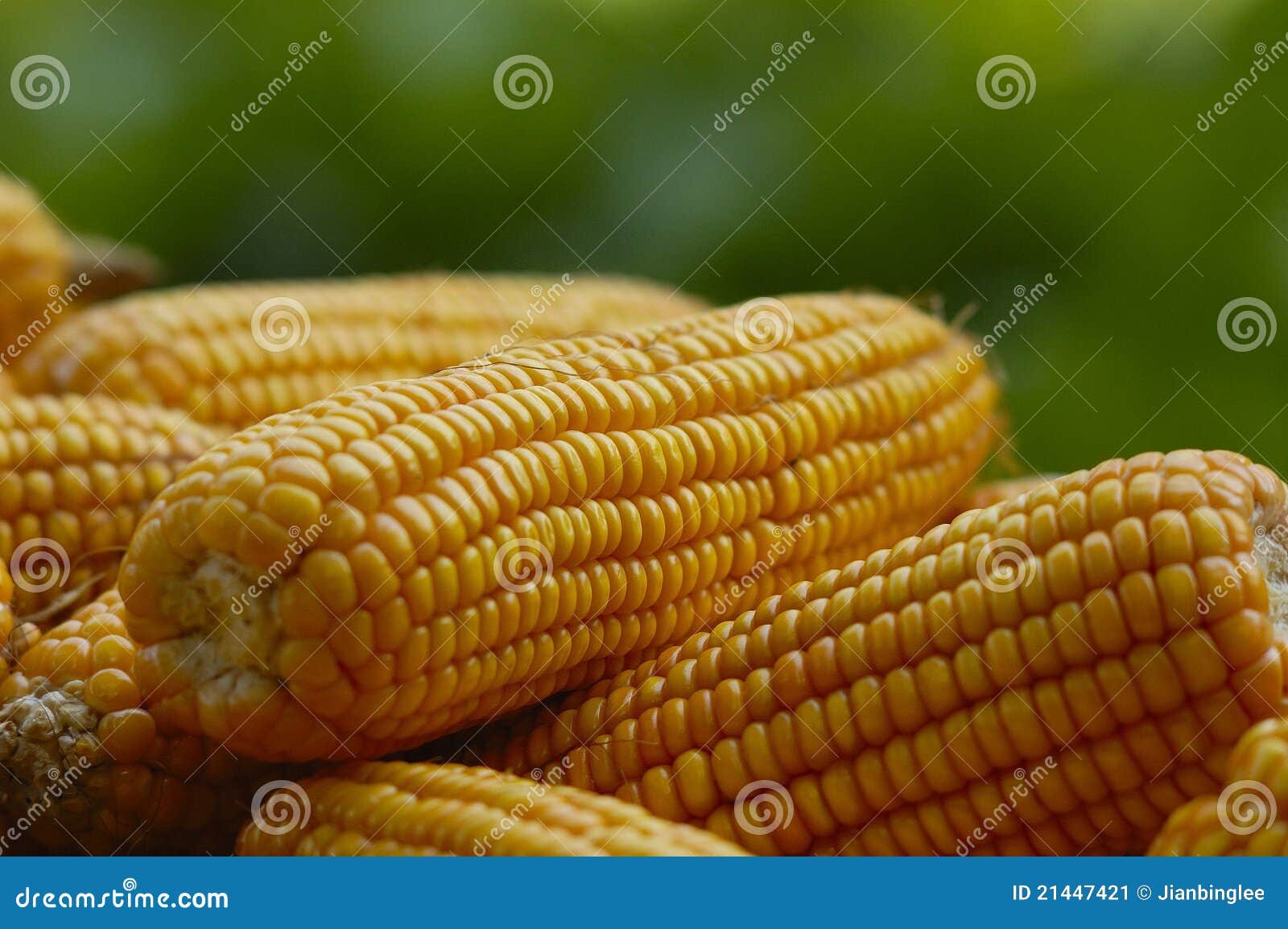Corn stock image. Image of fruit, farmers, gold, sparkling - 21447421