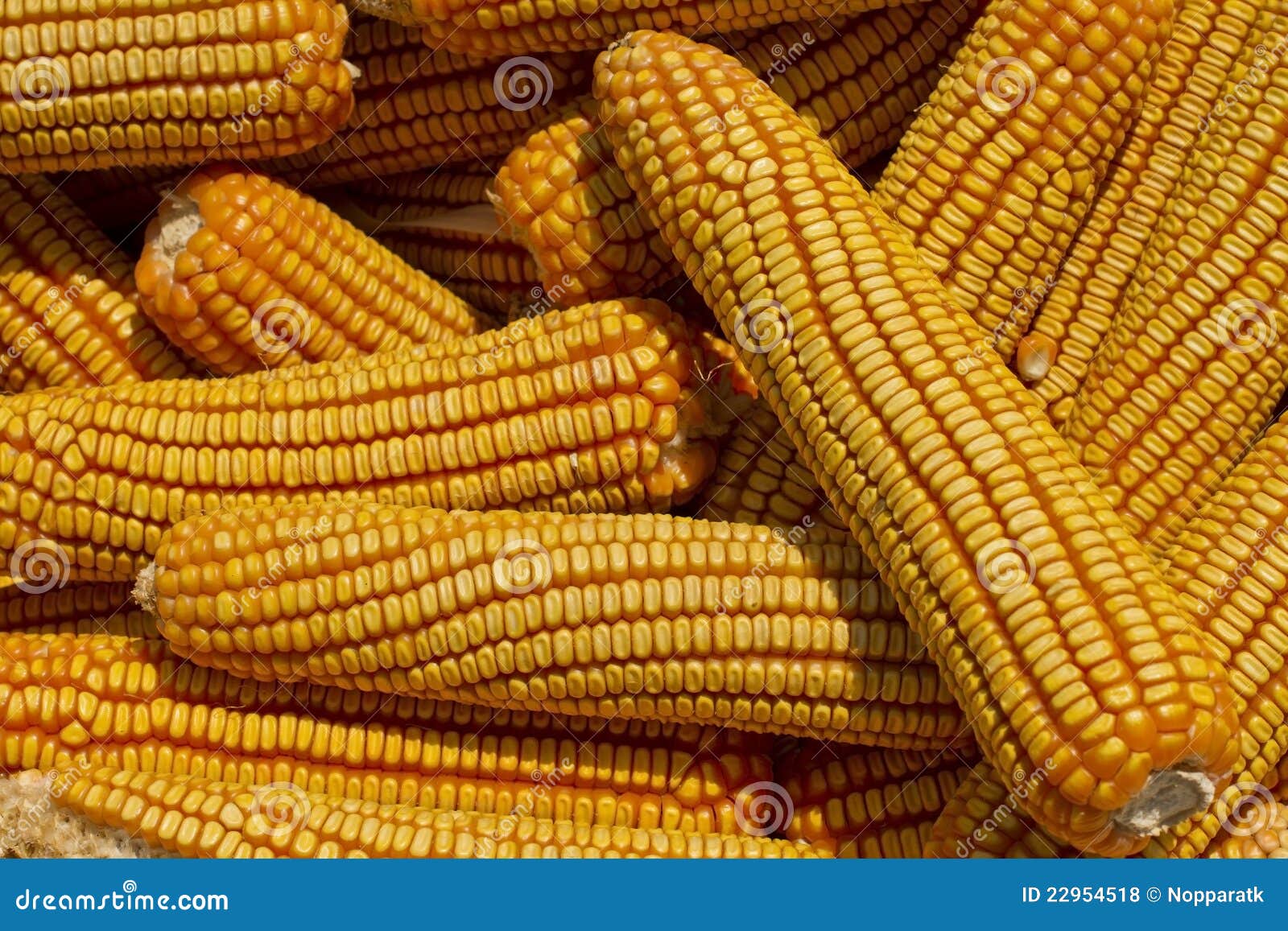 Corn stock photo. Image of yellow, cereal, autumn, natural - 22954518