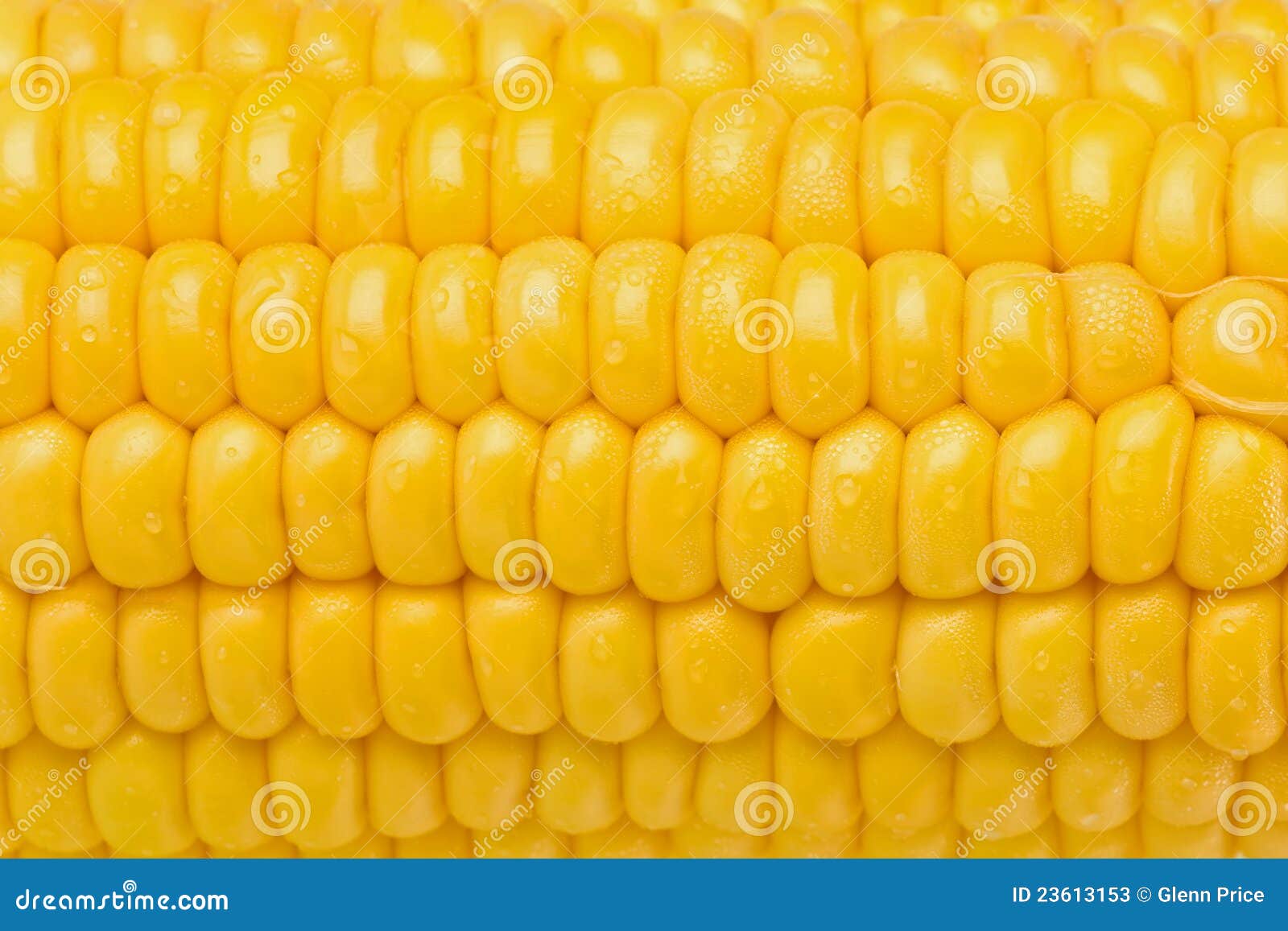 Corn stock image. Image of maize, food, uncooked, sweet - 23613153