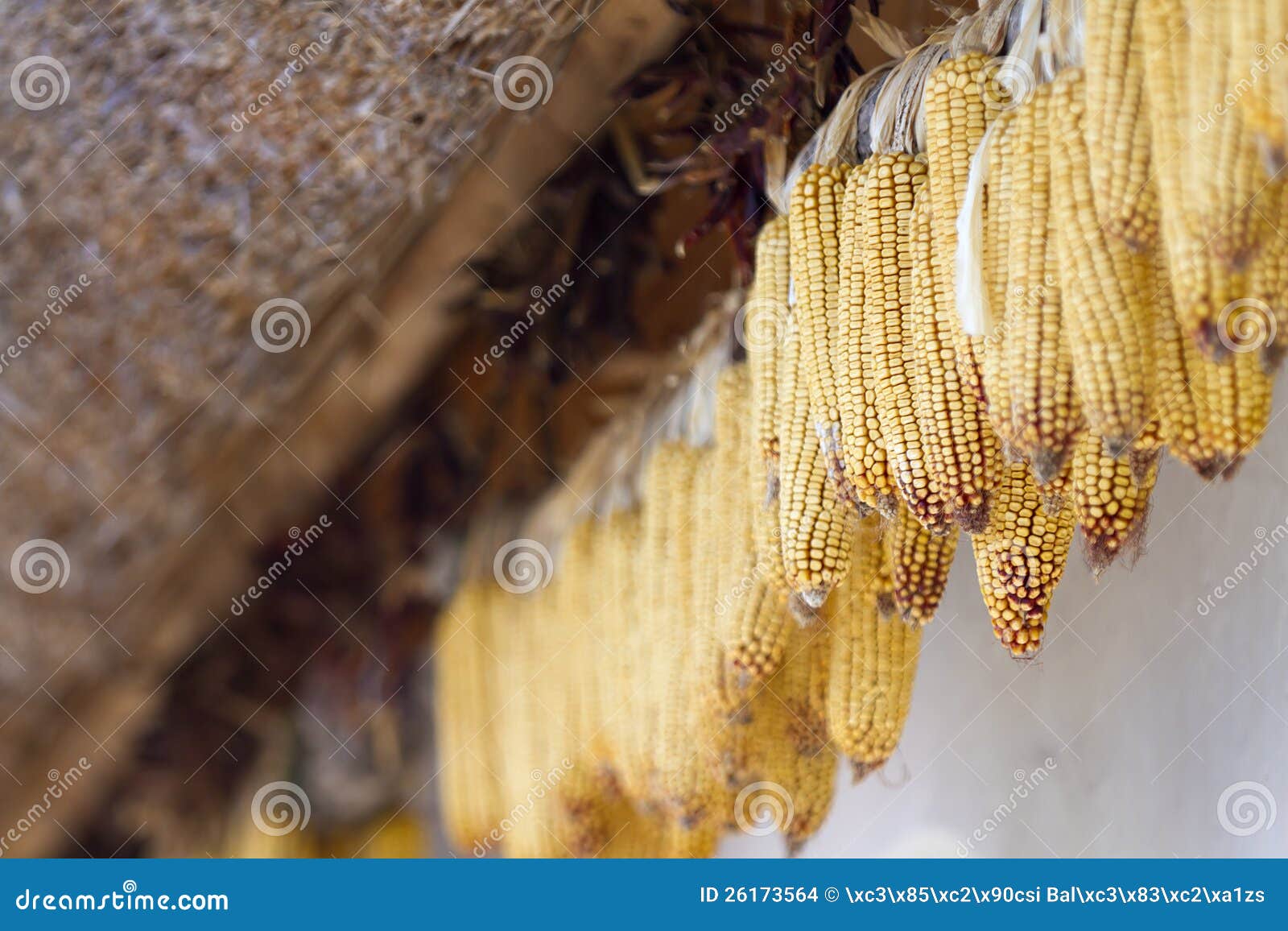 Corn stock photo. Image of thatched, vegetable, objects - 26173564