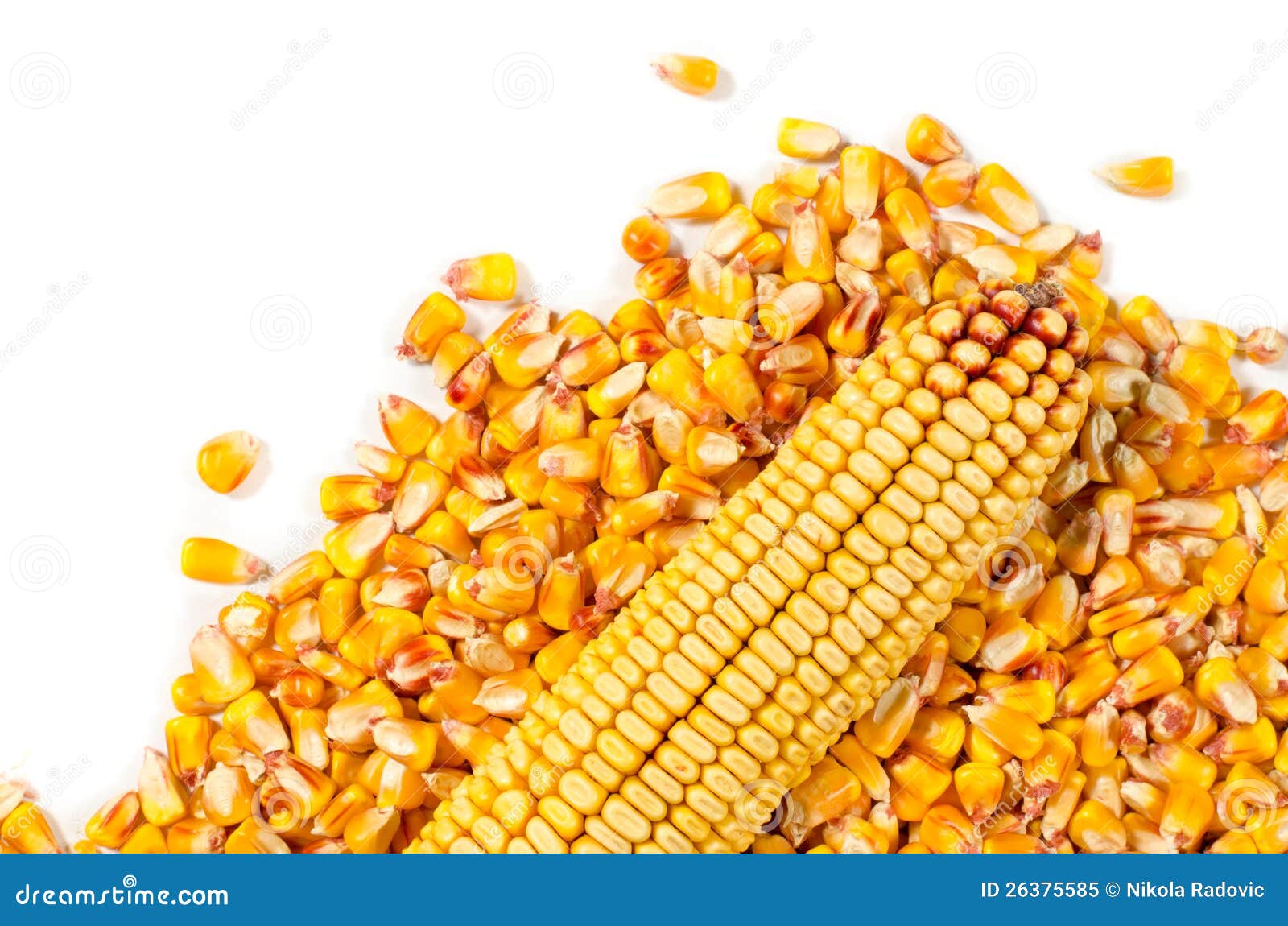 Corn stock image. Image of grain, isolated, closeup, pattern - 26375585