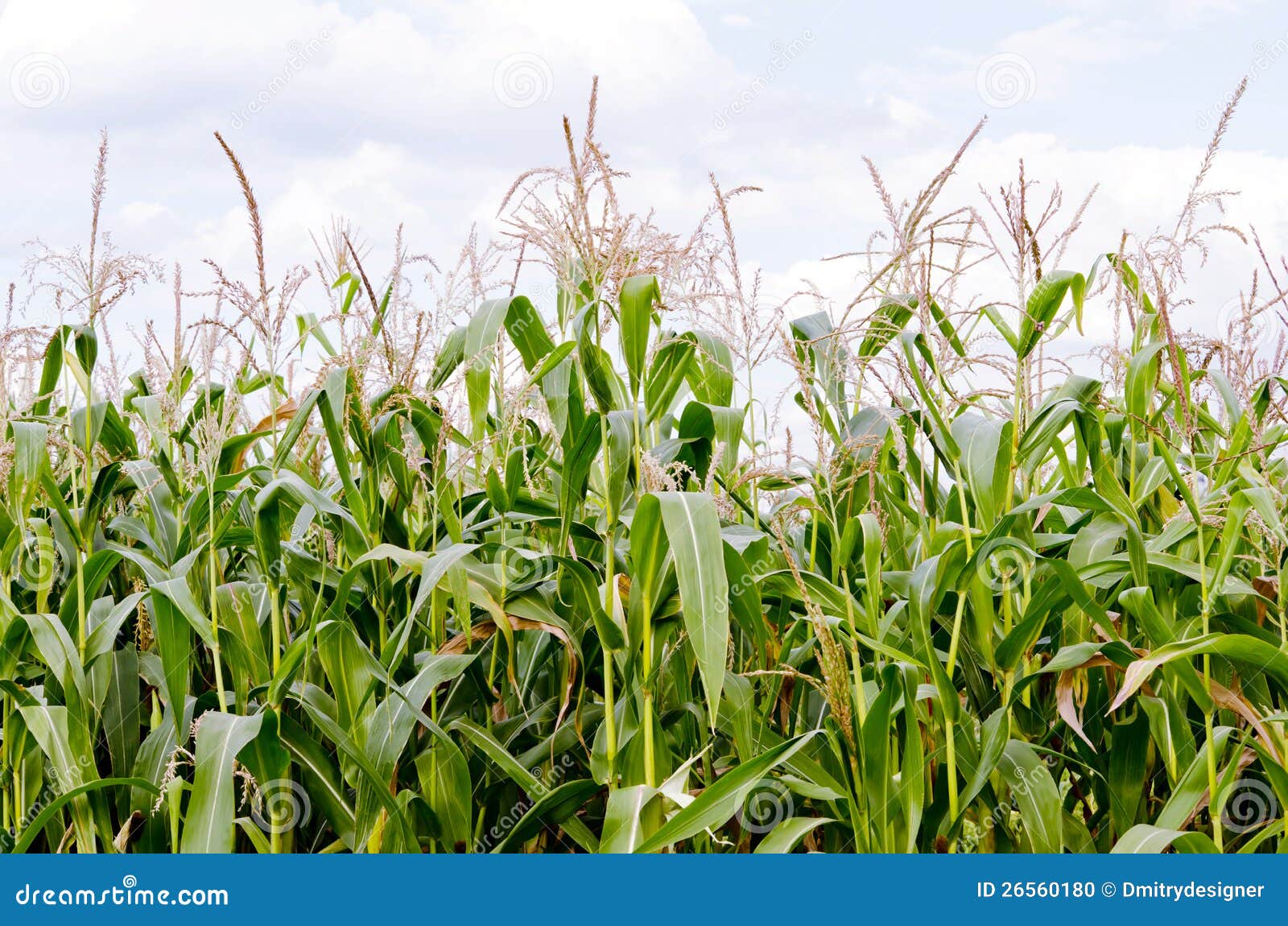 Corn stock photo. Image of stalk, organic, husk, field - 26560180