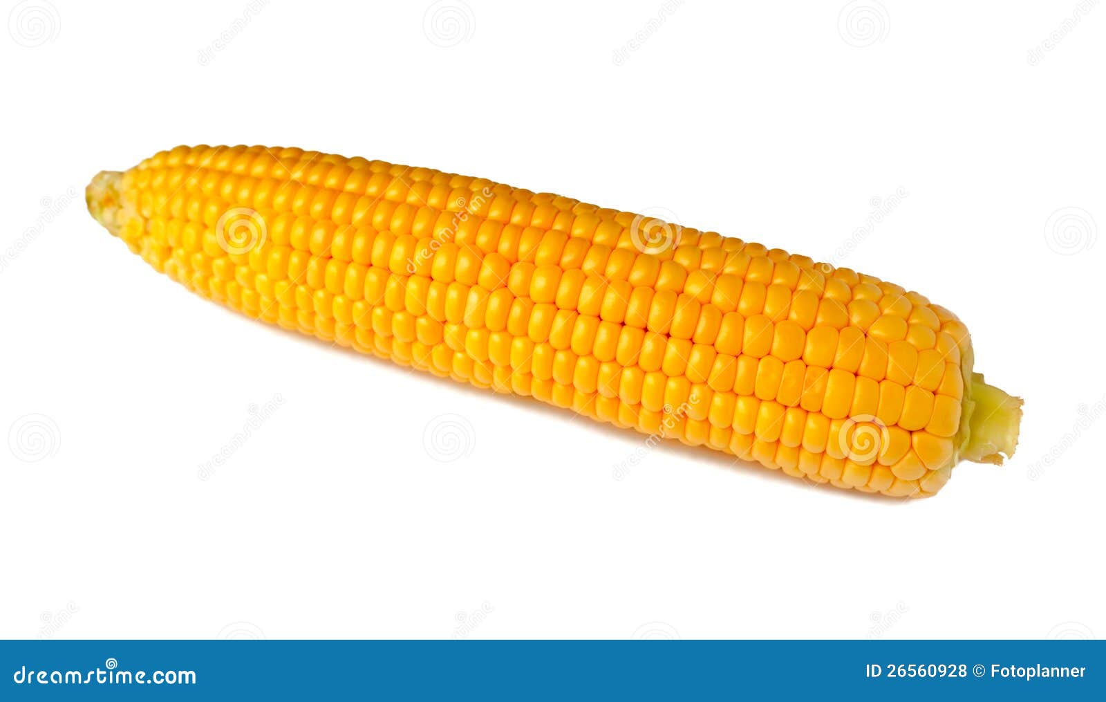 Corn stock photo. Image of agriculture, culture, healthy - 26560928