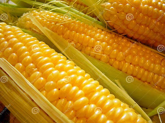 The corn stock image. Image of yellow, vegetable, corn - 2721697