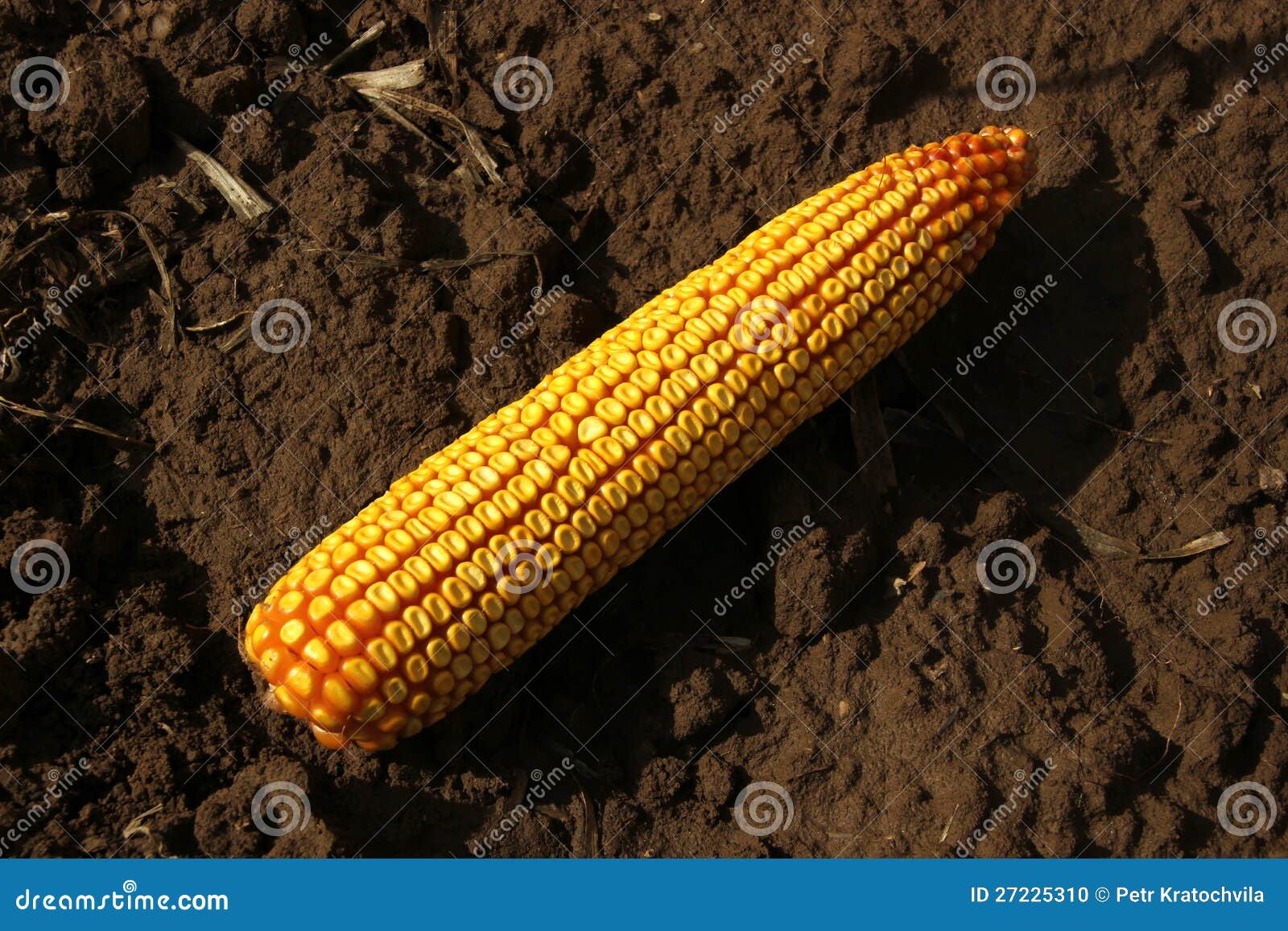 Corn stock photo. Image of fetus, cultivated, farming - 27225310