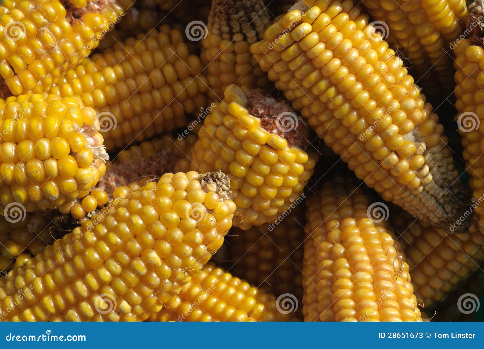 Corn stock image. Image of yellow, korn, food, chicken - 28651673