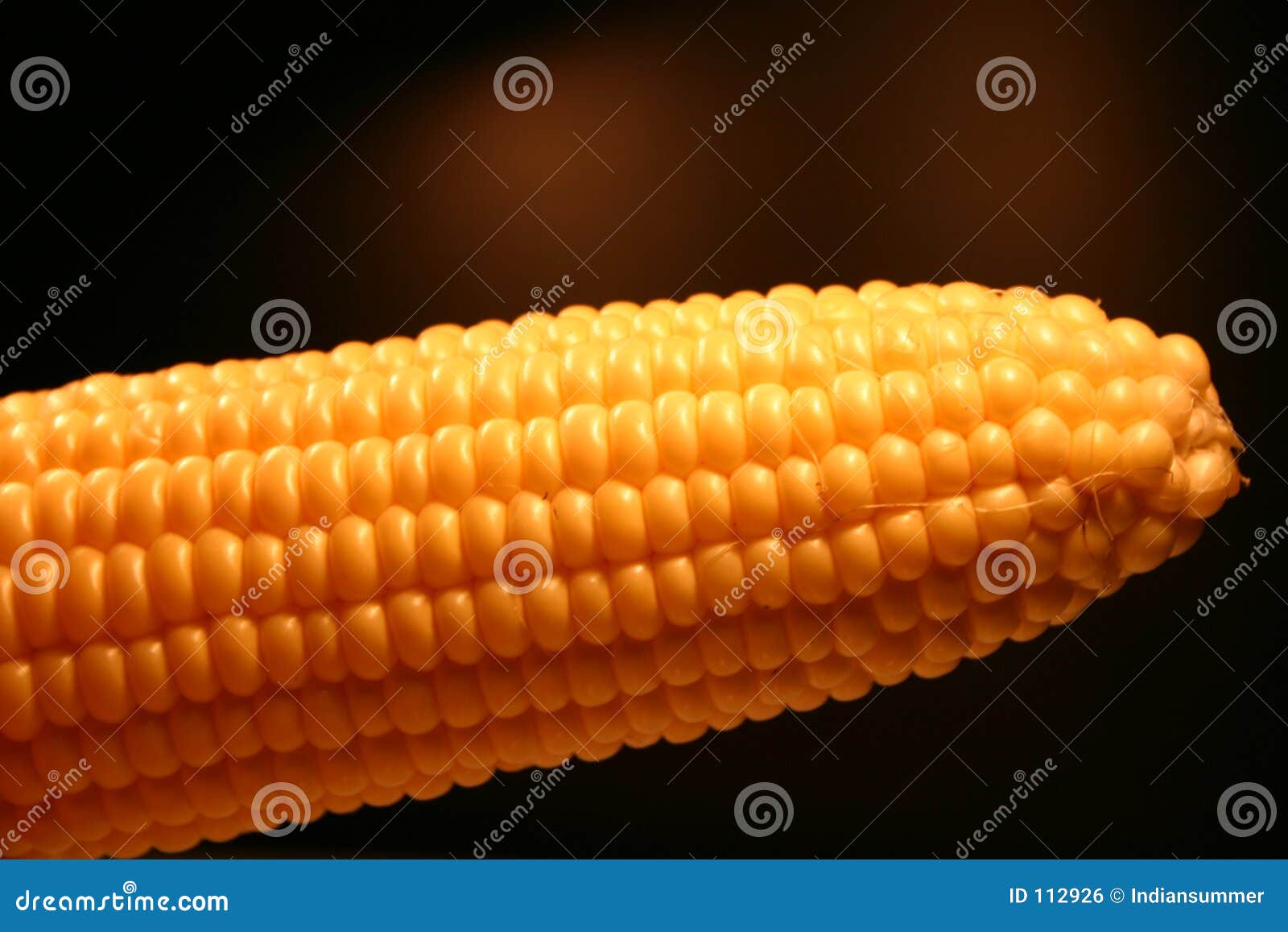 Corn [3] stock photo. Image of maize, agriculture, cornflakes - 112926