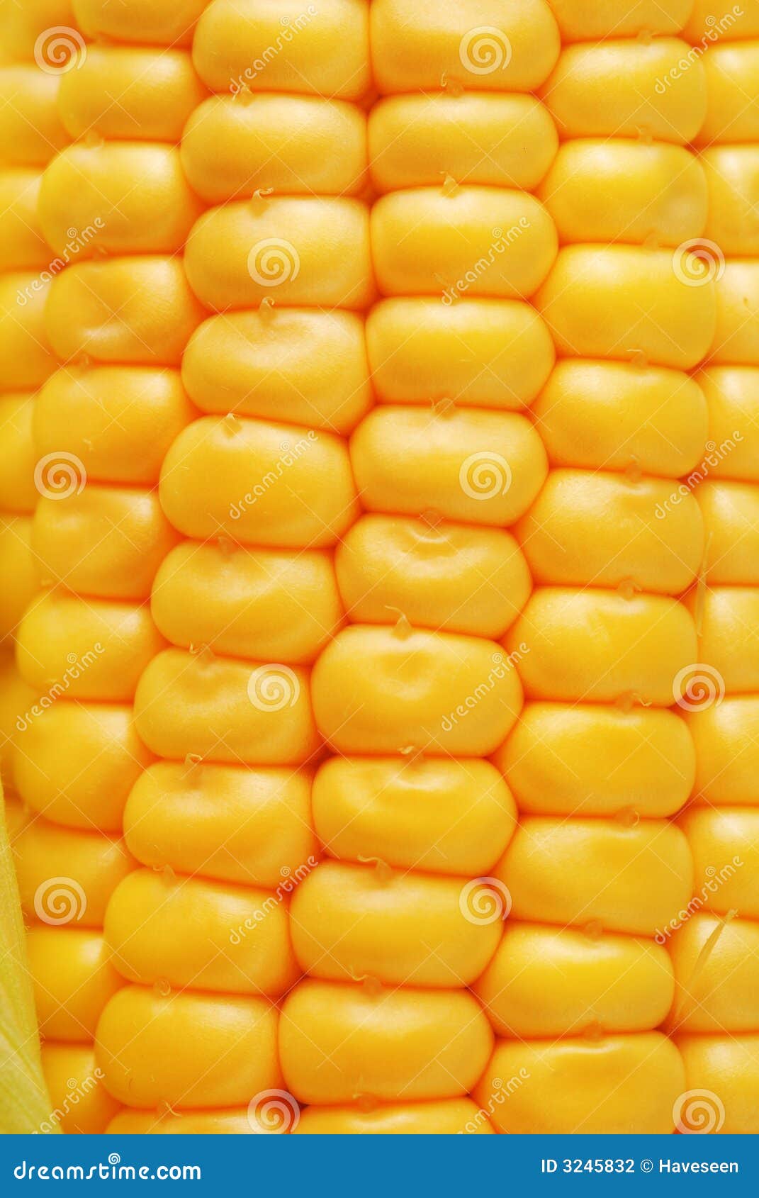 Corn stock photo. Image of fuel, color, food, macro, eating - 3245832