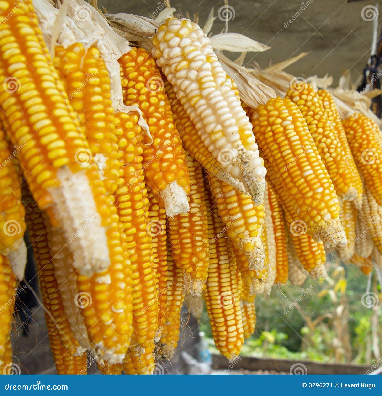 Corn stock image. Image of backgrounds, dried, drink, farm - 3296271