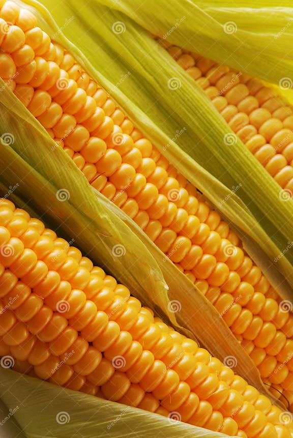 Corn stock photo. Image of crop, sweetcorn, vegetable - 3681952