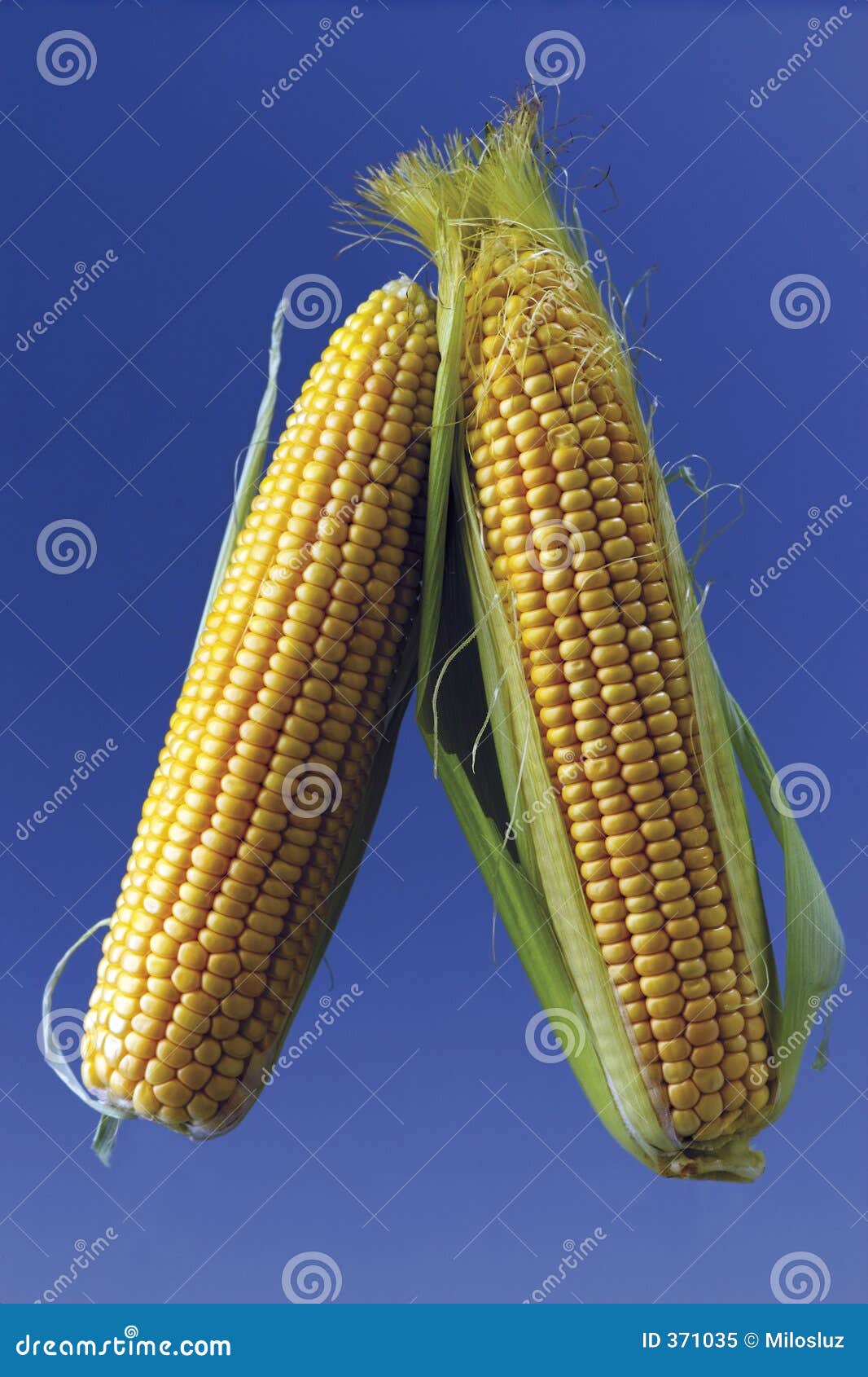 Corn stock image. Image of food, nutrition, health, detail - 371035